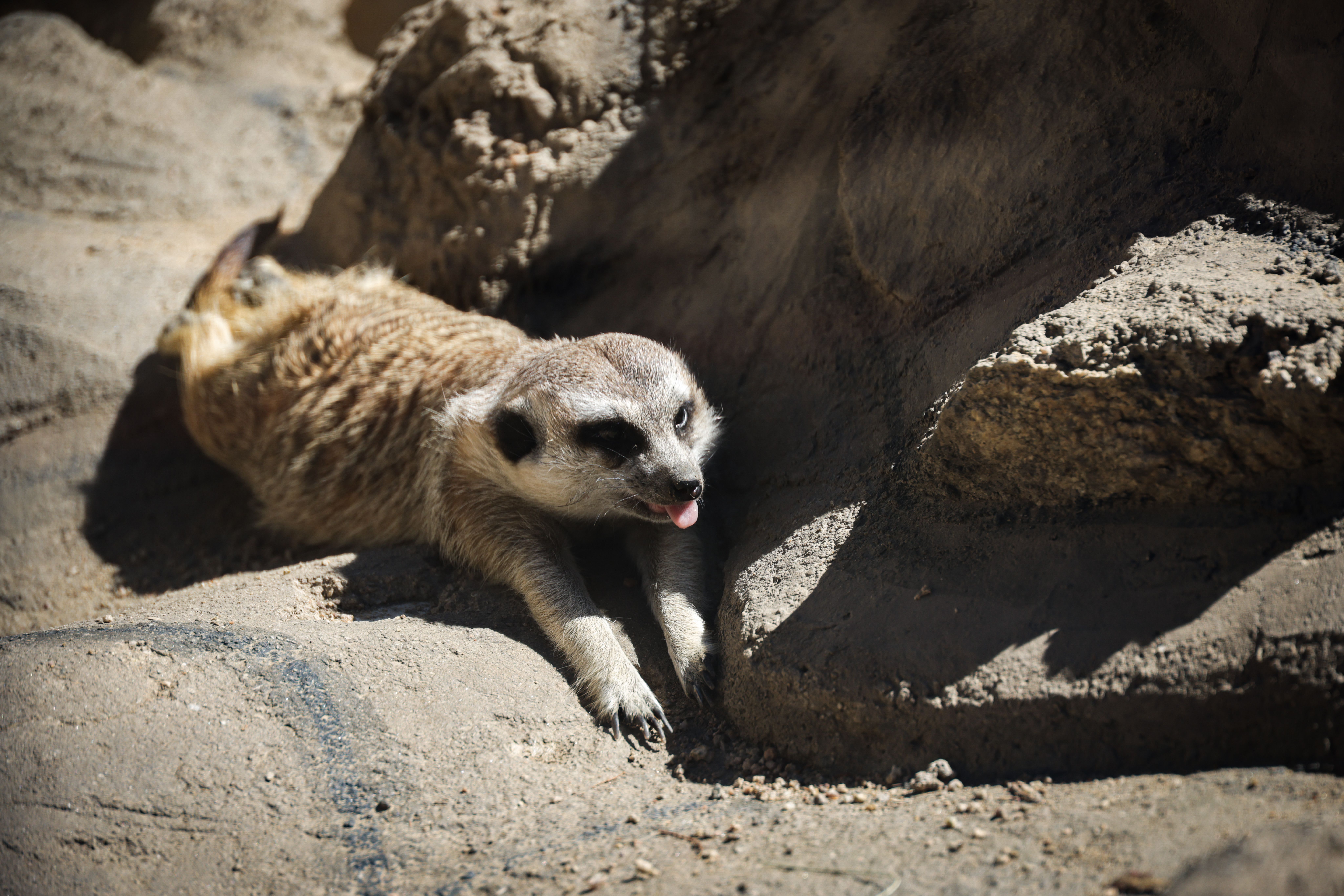 Adorable Meerkat Relaxing in Sunlit Desert · Free Stock Photo