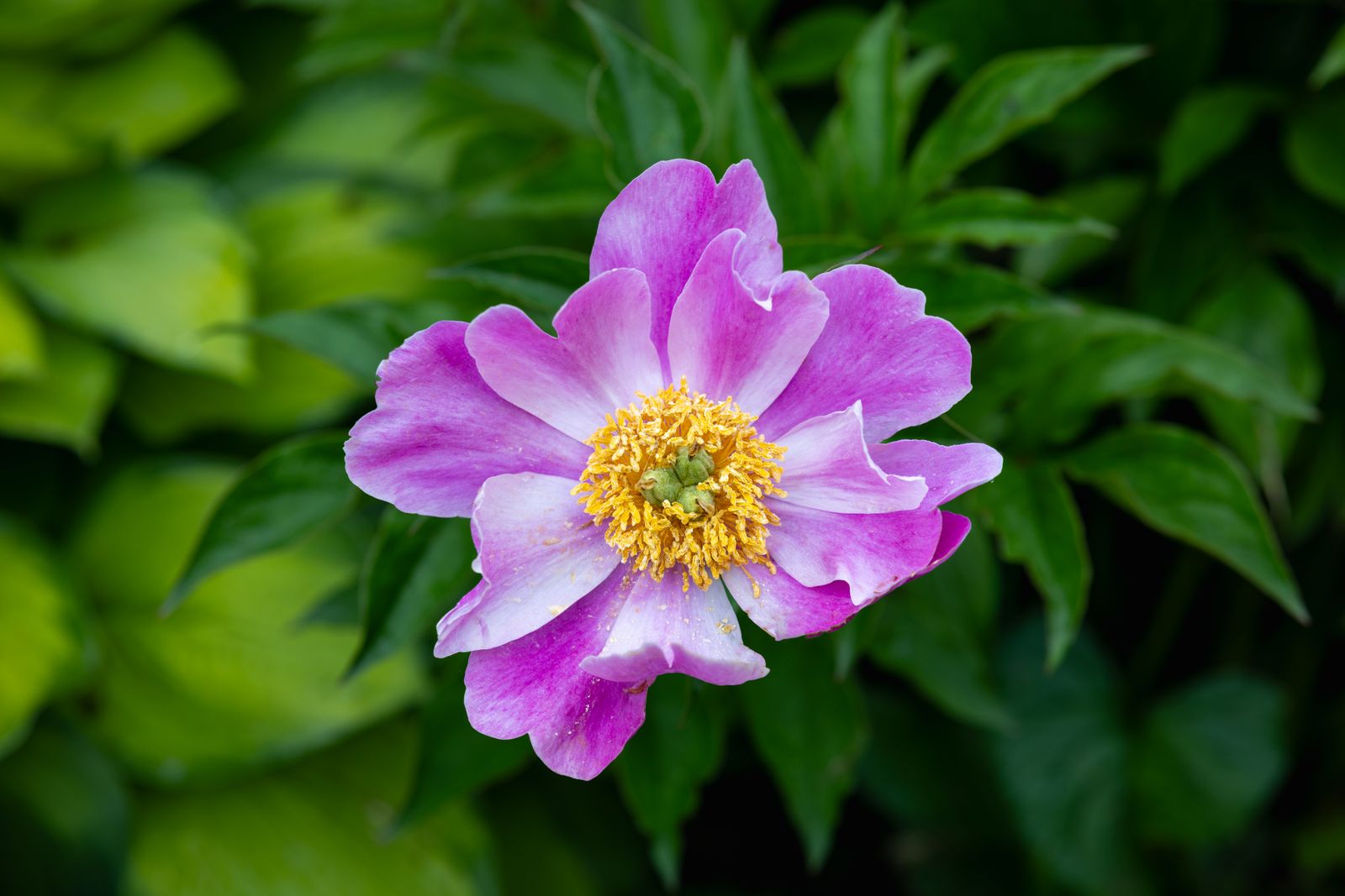 Pink Hd Wallpapers Photos, Download The BEST Free Pink Hd Wallpapers ...
