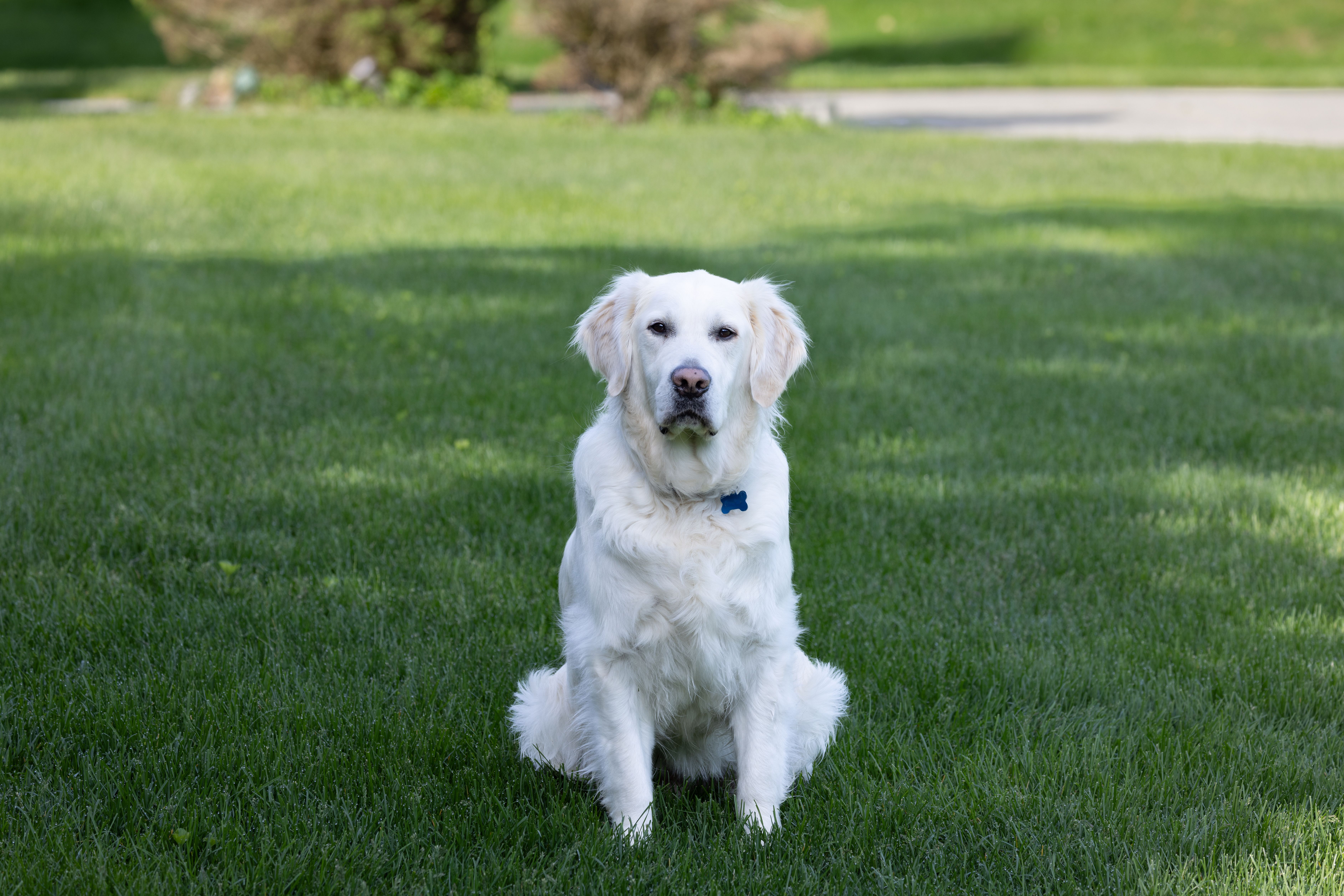 Golden Retrievers Wallpaper Photos, Download The BEST Free Golden ...