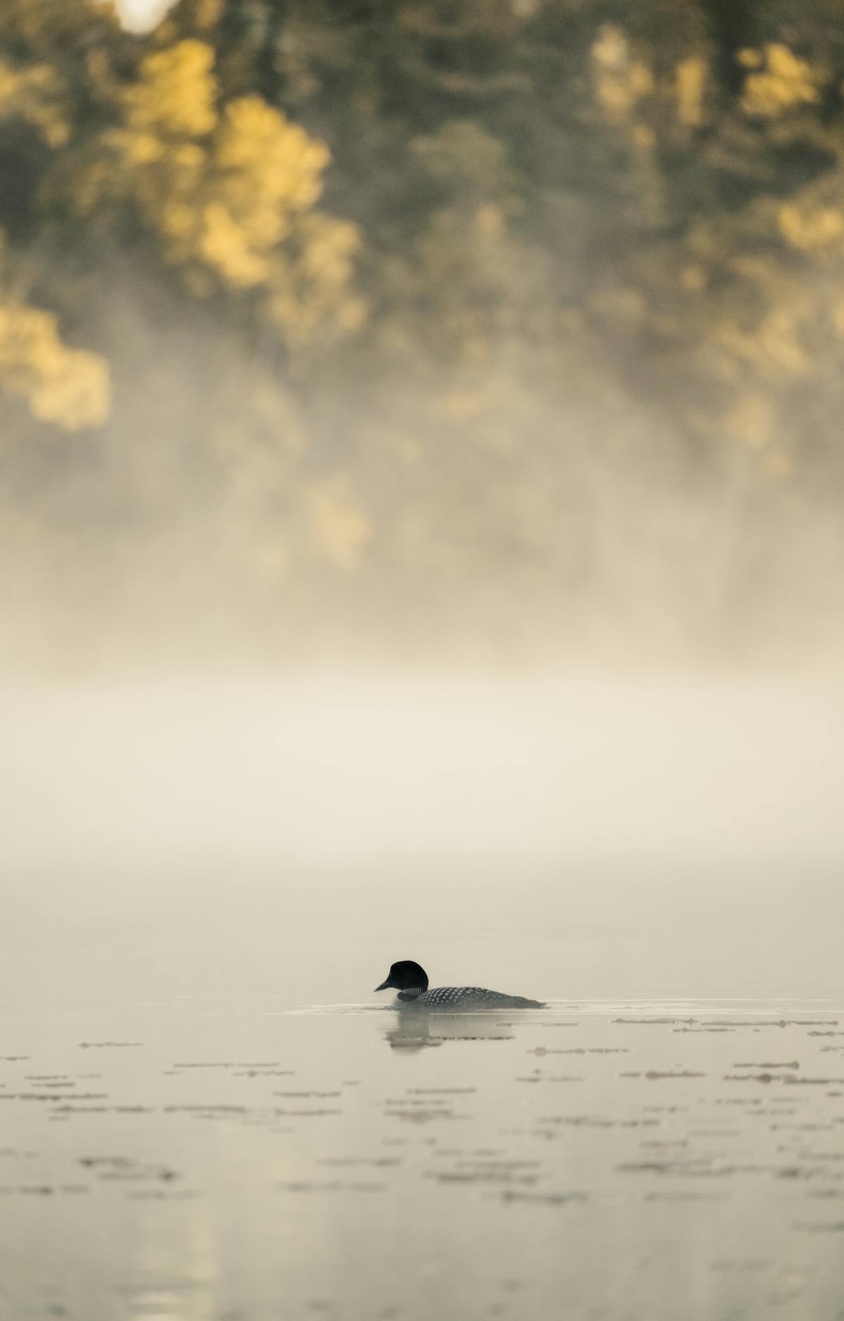 Loon Bird Photos, Download The BEST Free Loon Bird Stock Photos & HD Images