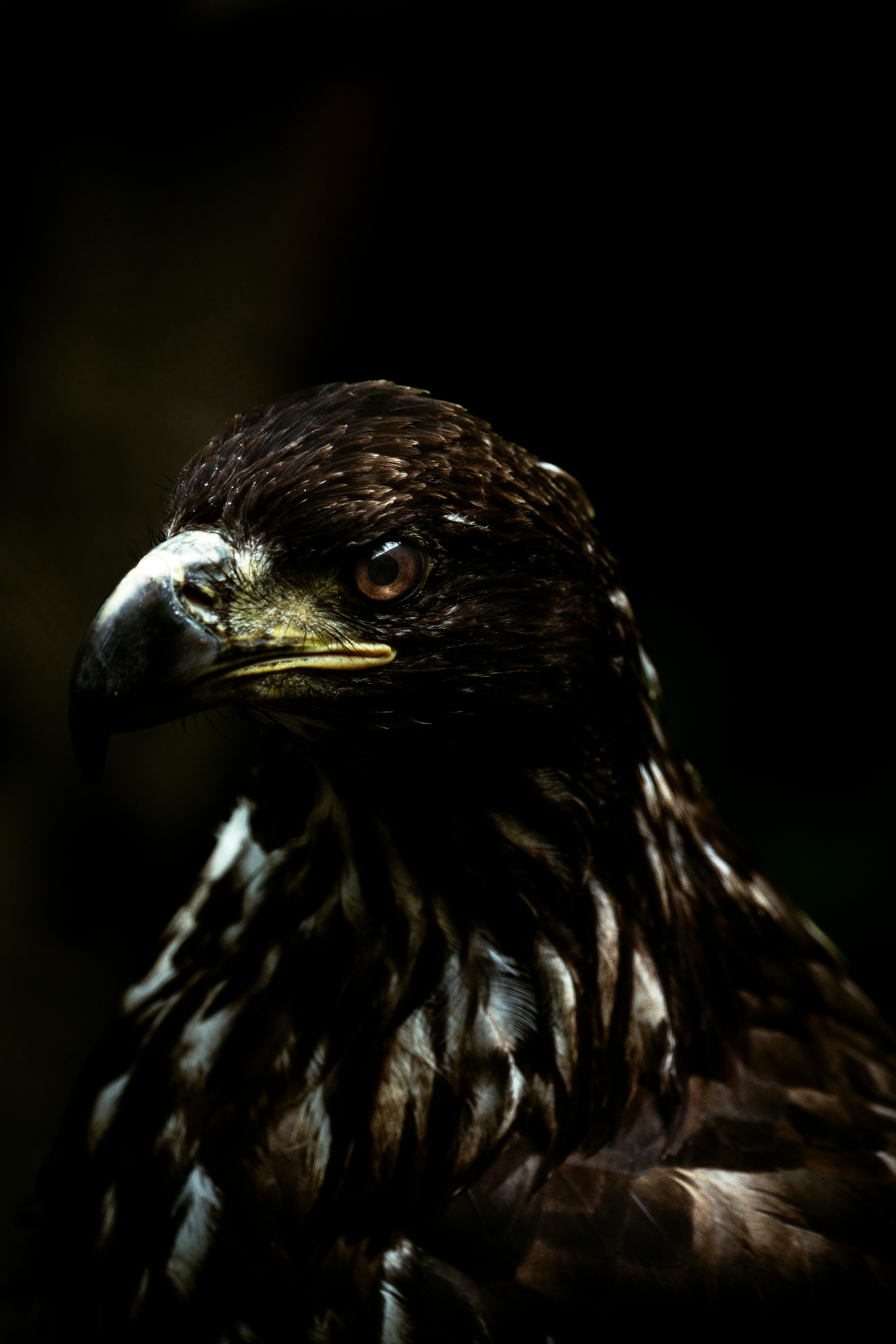 100 K Wallpaper Eagle Photos, Download The BEST Free 100 K Wallpaper ...