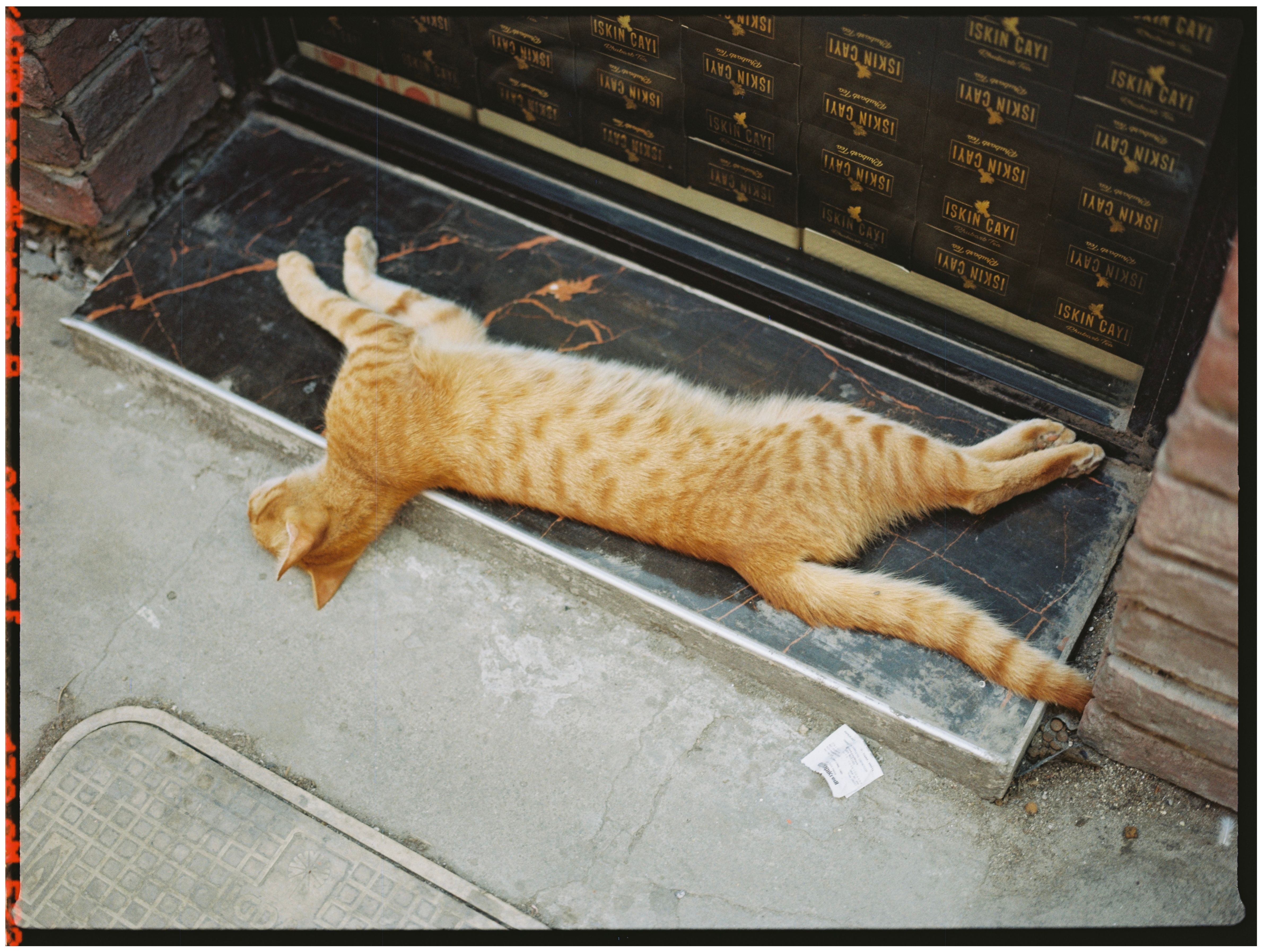 Chimerism Cat Photos, Download The BEST Free Chimerism Cat Stock Photos ...