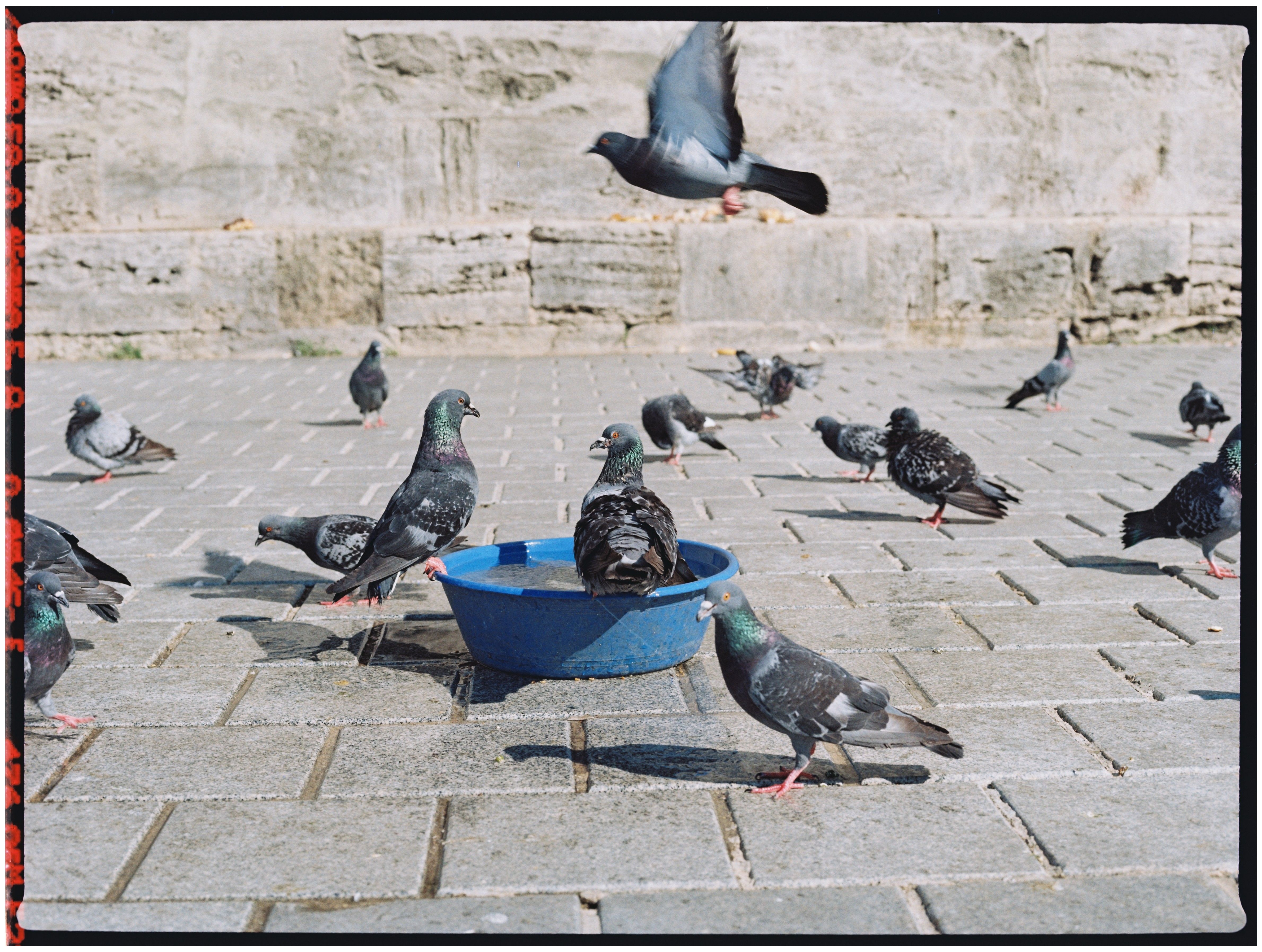 Pigeons Gathering Around Blue Water Basin · Free Stock Photo