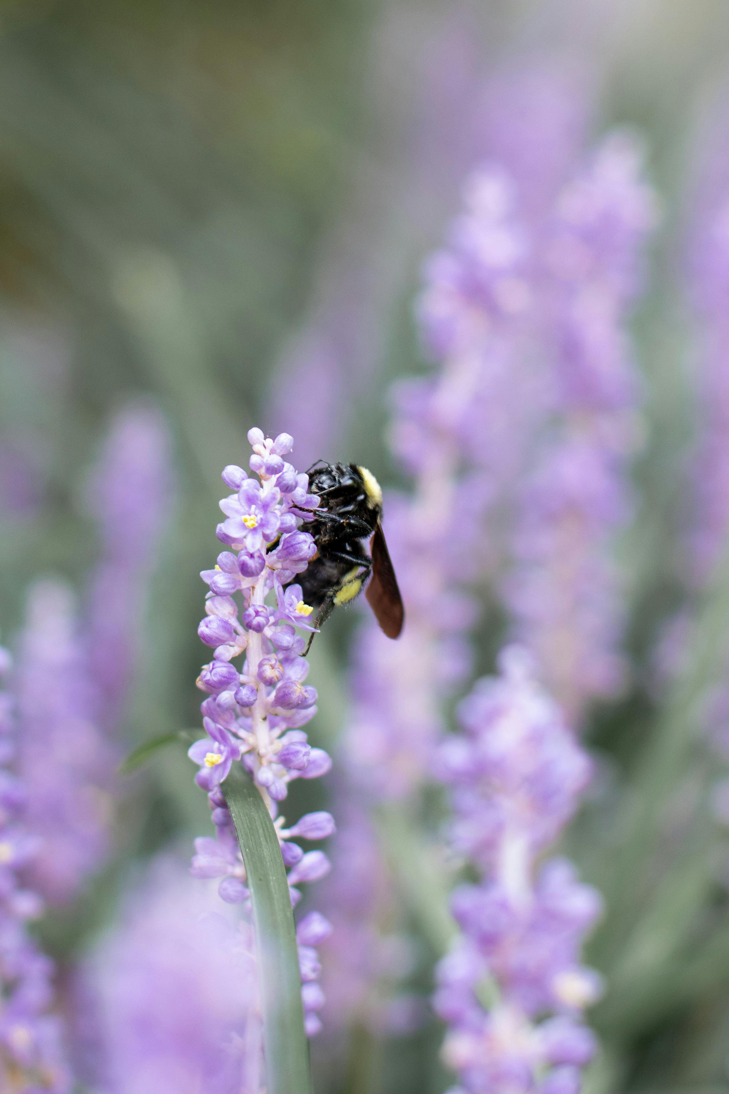 Bumble Bee Photos, Download The BEST Free Bumble Bee Stock Photos & HD ...