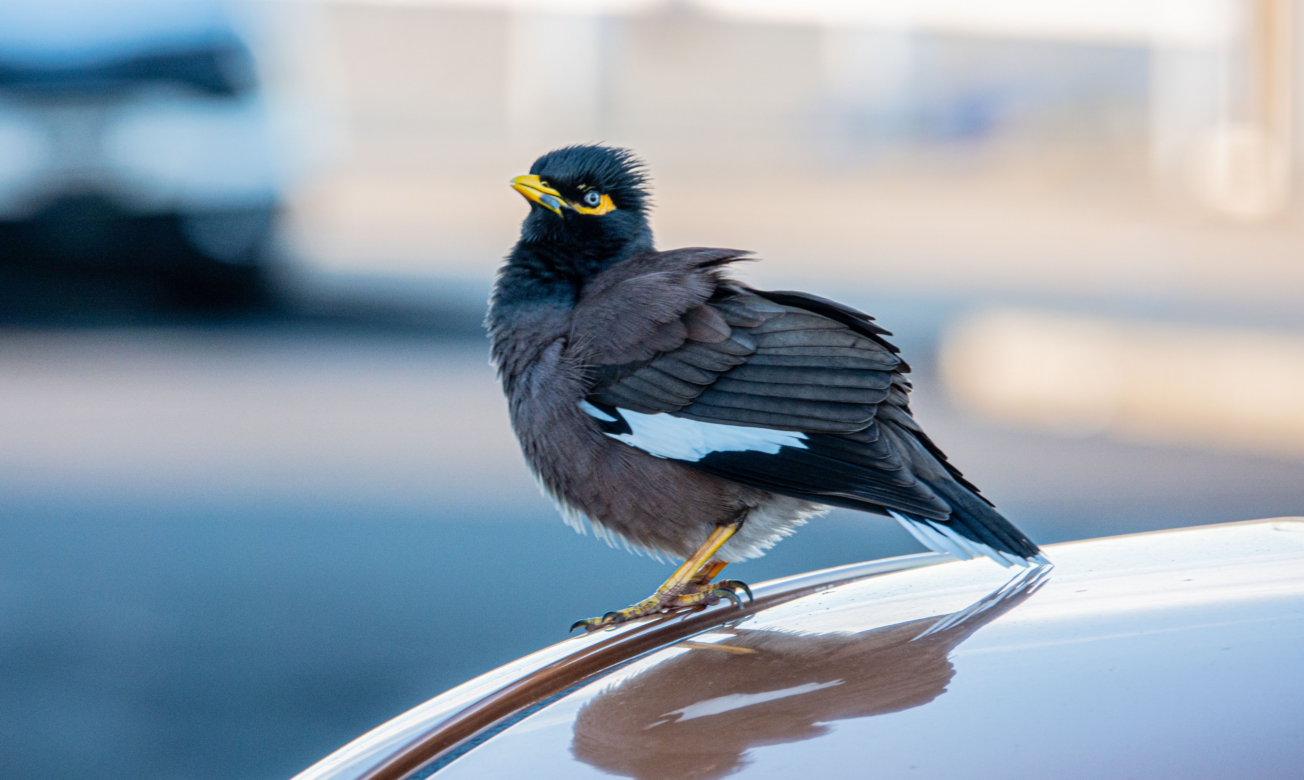Indian Myna Bird Perched in New South Wales · Free Stock Photo