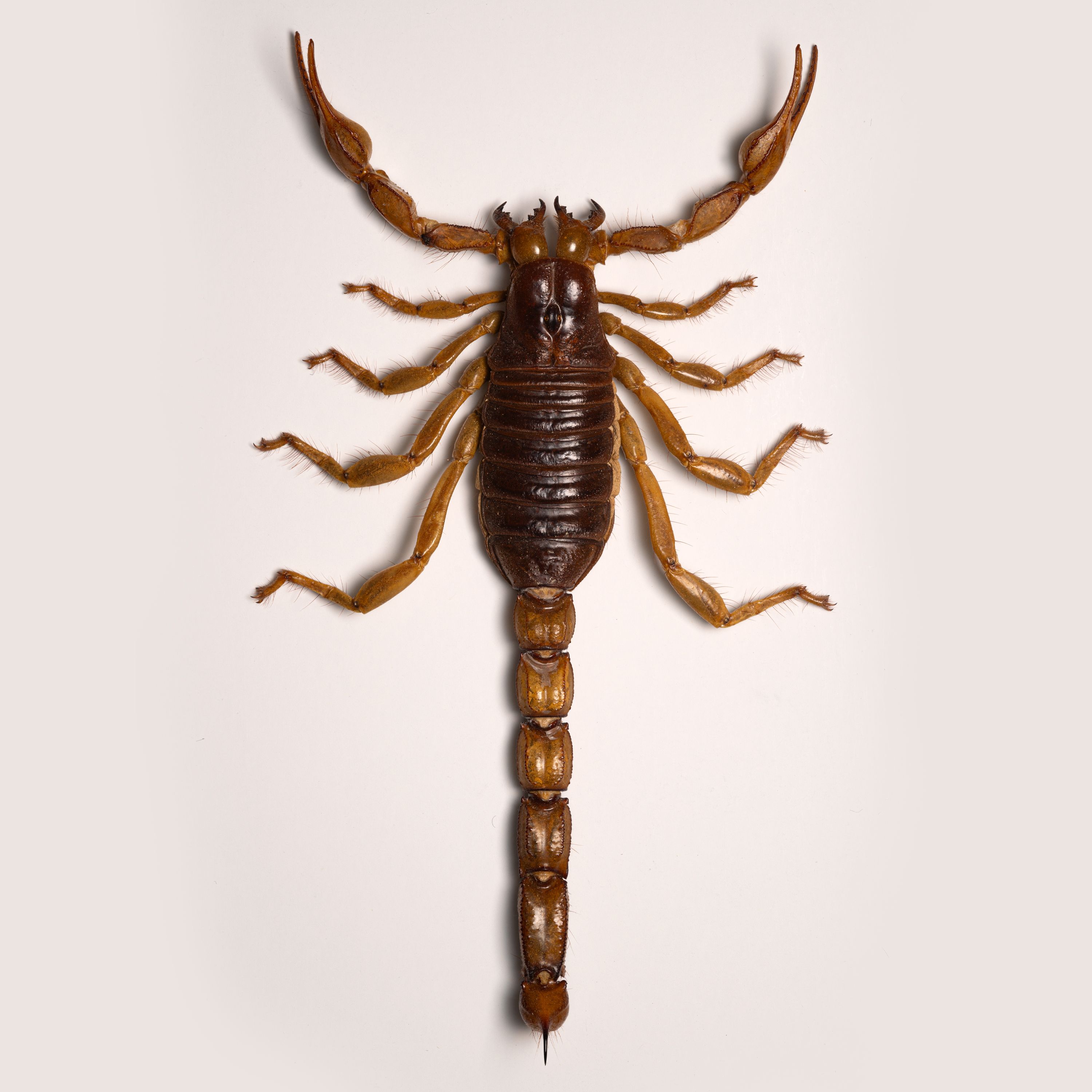 Detailed Macro Shot of a Scorpion · Free Stock Photo