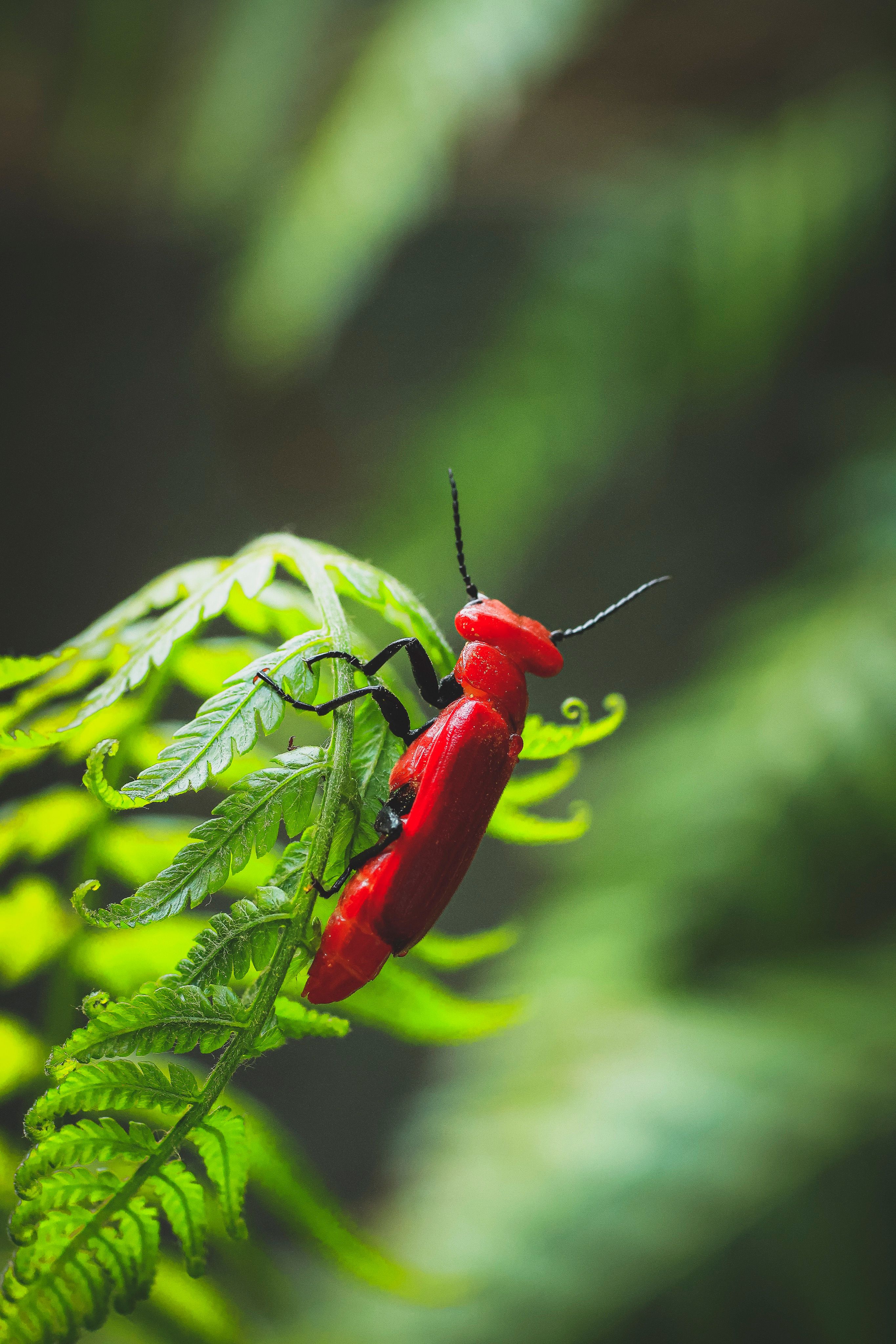 Bright Red Beetle on Lush Green Fern · Free Stock Photo