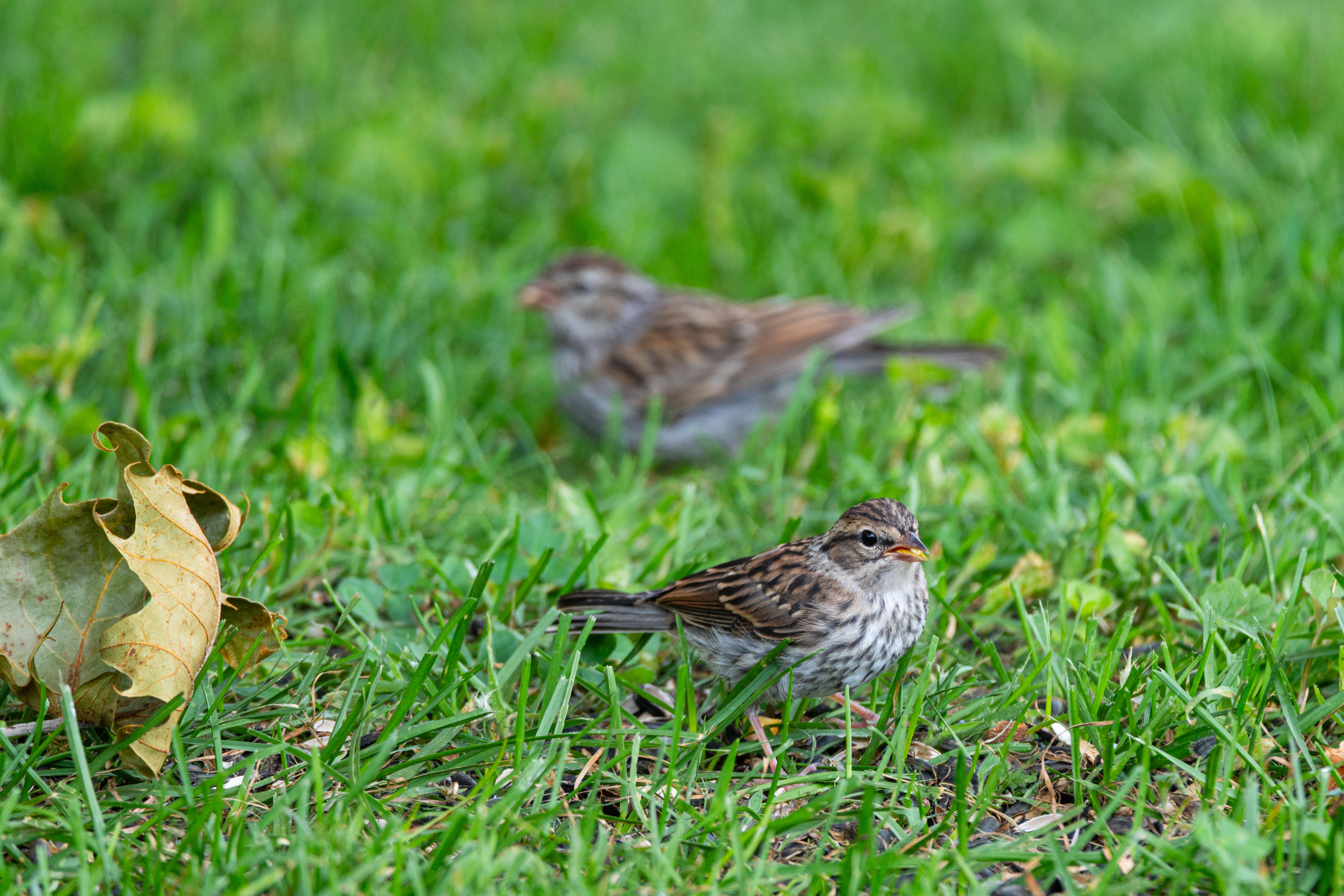 Close-Up of Common Sparrows on Grass in Pennsylvania · Free Stock Photo