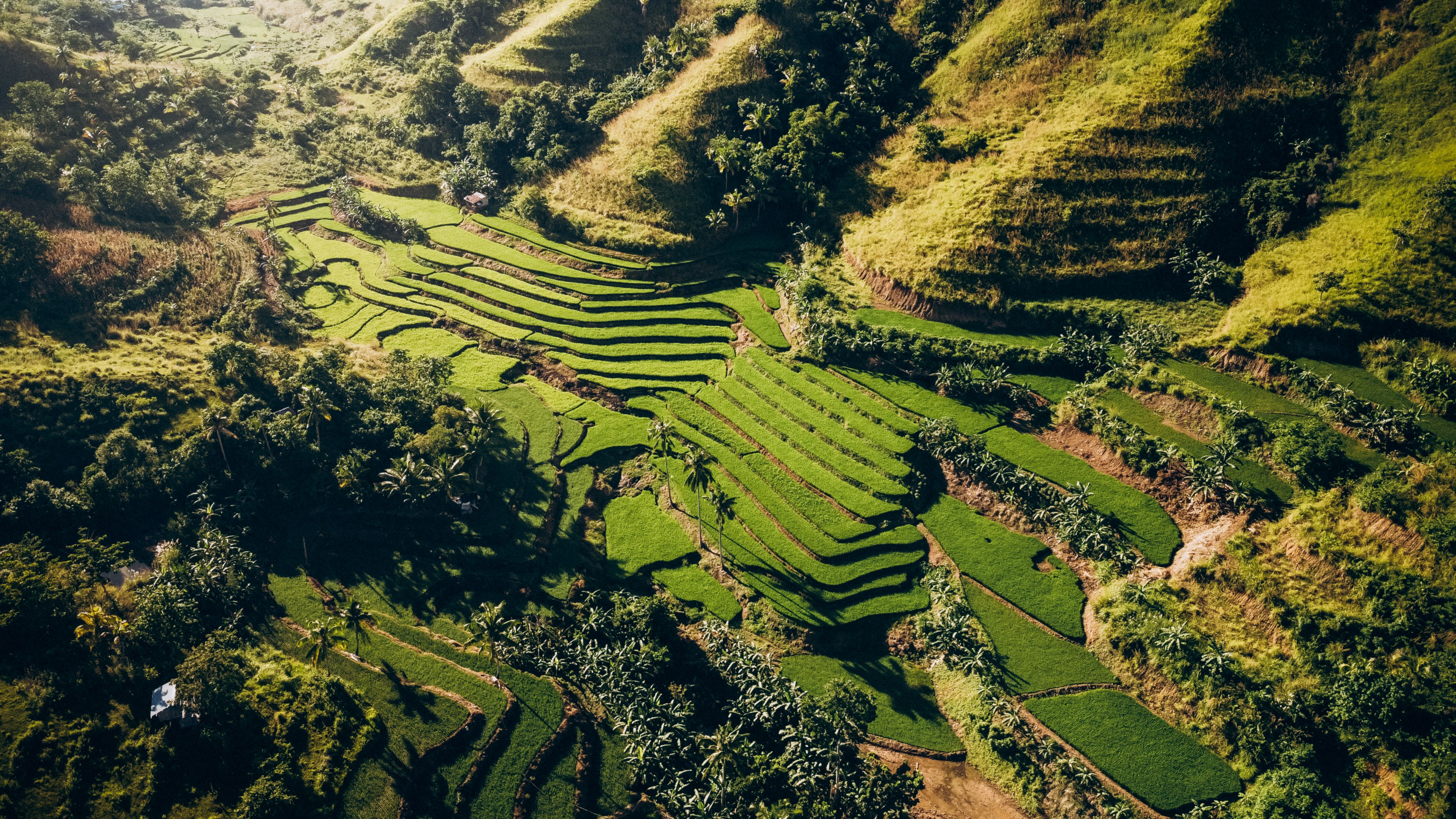 Stunning Aerial View of Lush Rice Terraces · Free Stock Photo