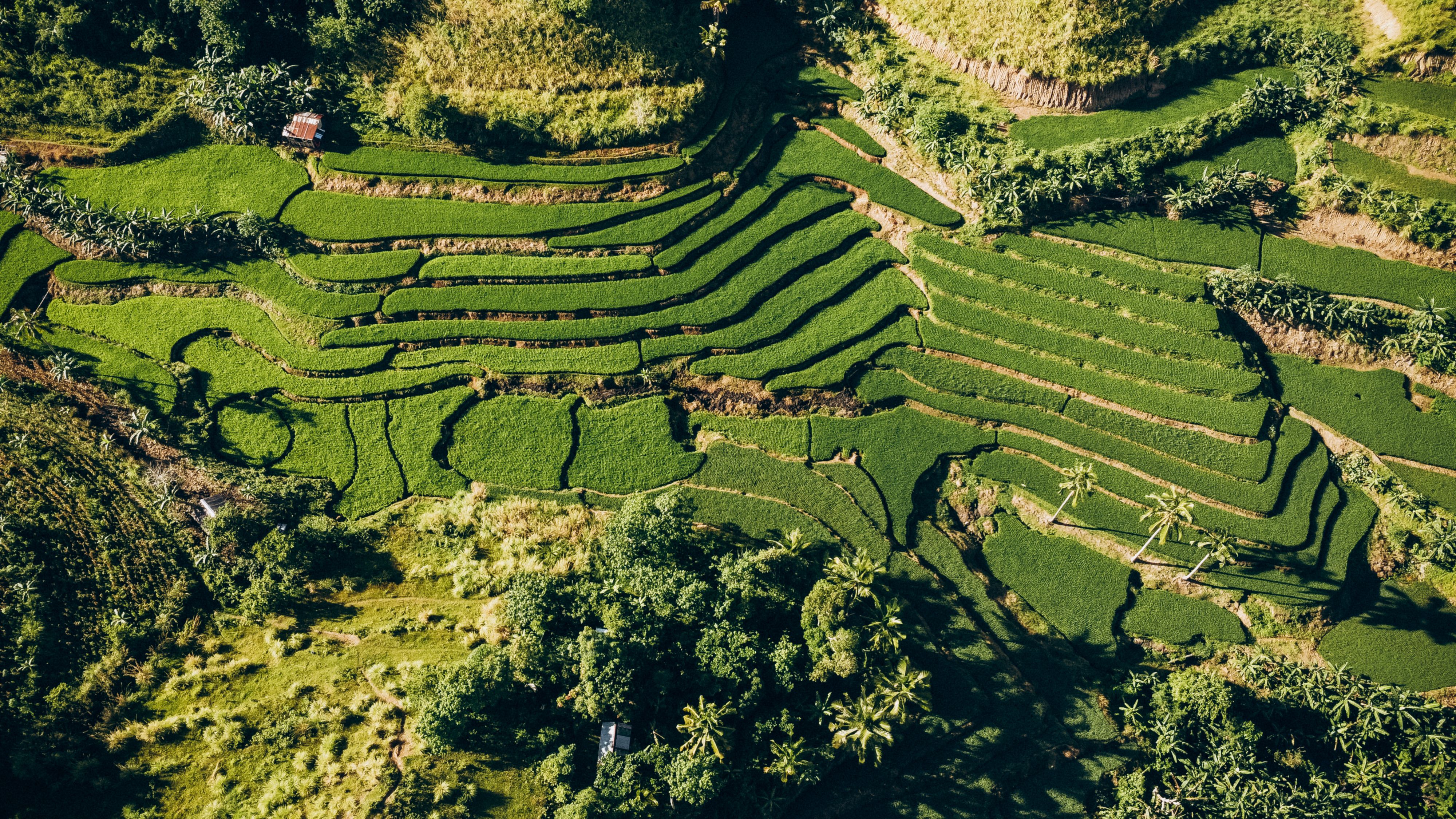 Aerial View of Verdant Terrace Farms in Asia · Free Stock Photo