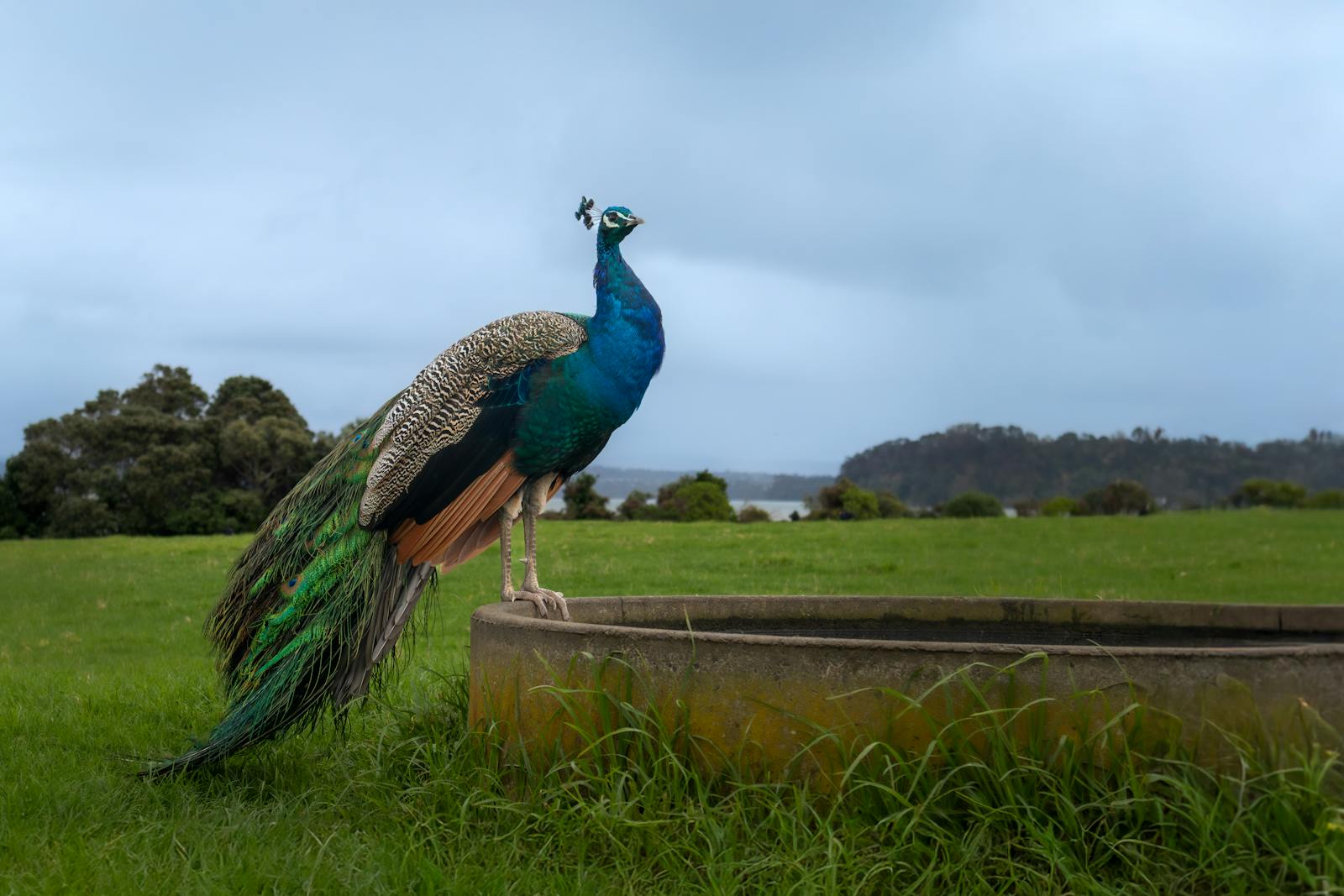 Birds Peacock Photos, Download The BEST Free Birds Peacock Stock Photos ...