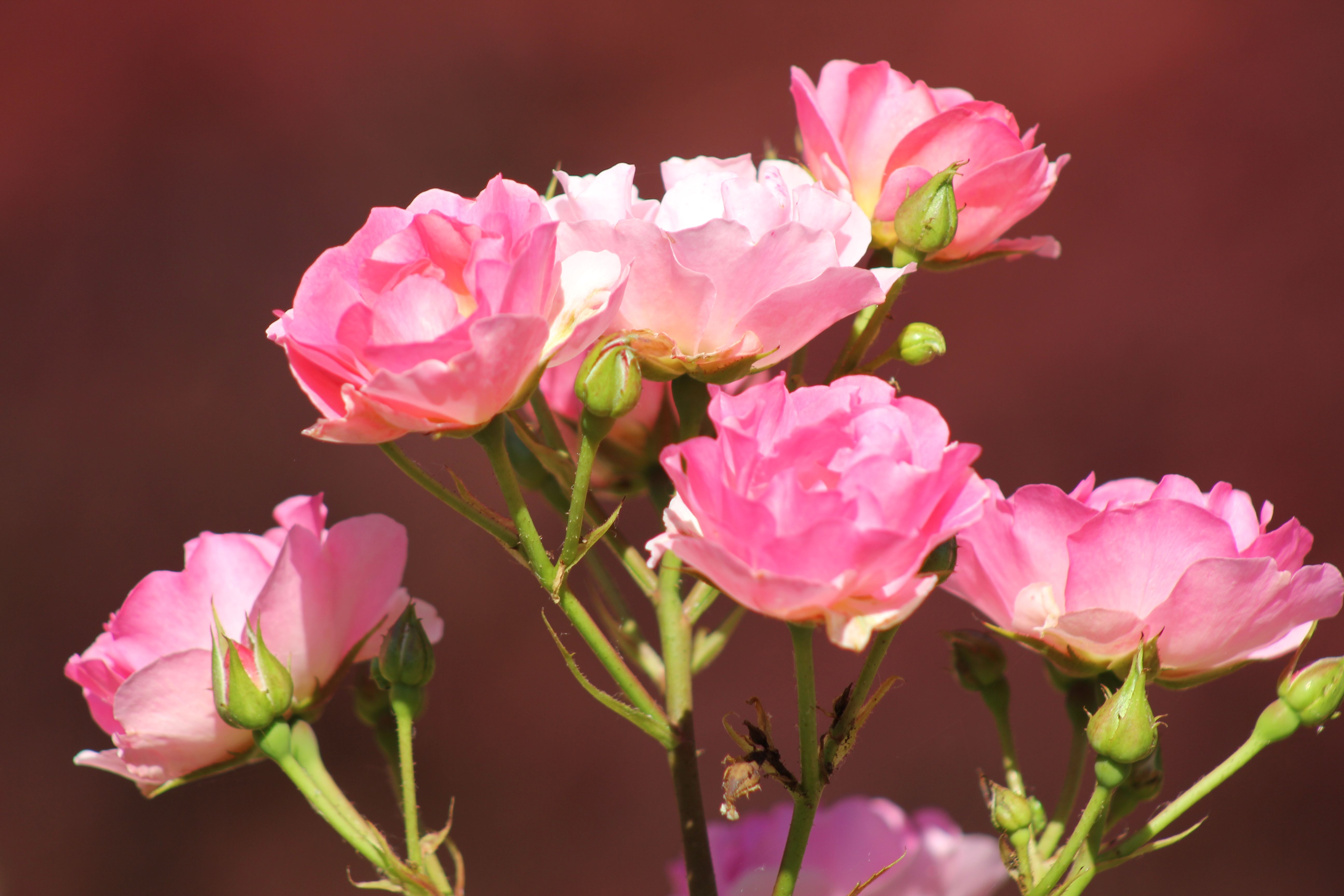 Vibrant Pink Roses in Full Bloom Outdoors · Free Stock Photo