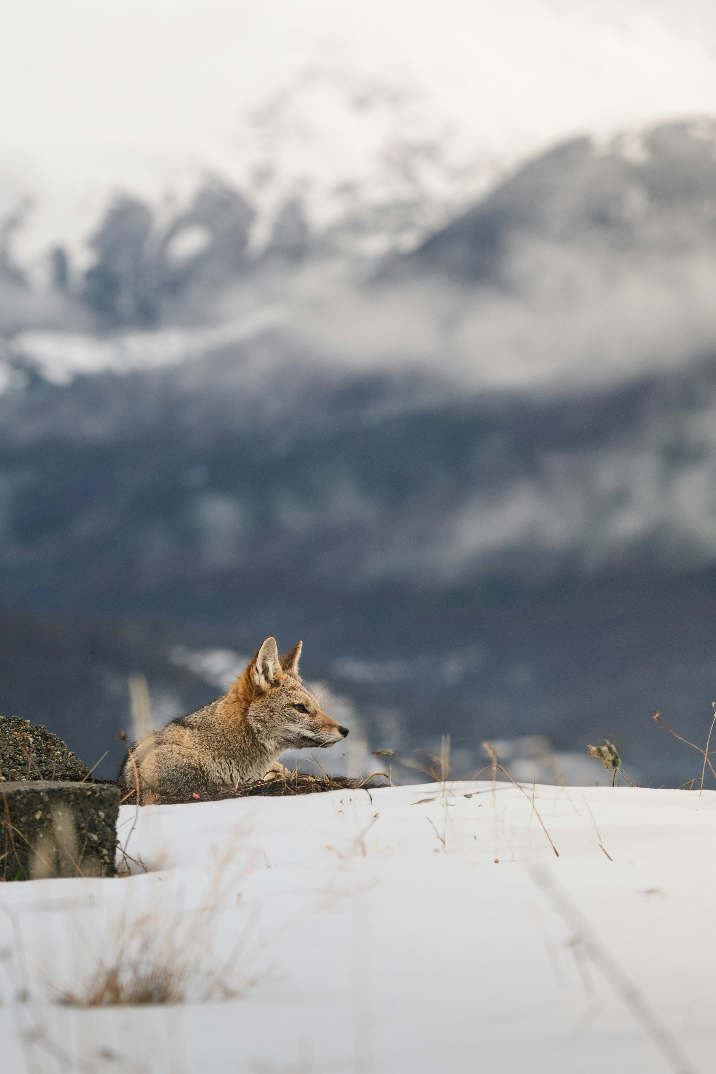 Fox Pictures Photos, Download The BEST Free Fox Pictures Stock Photos ...