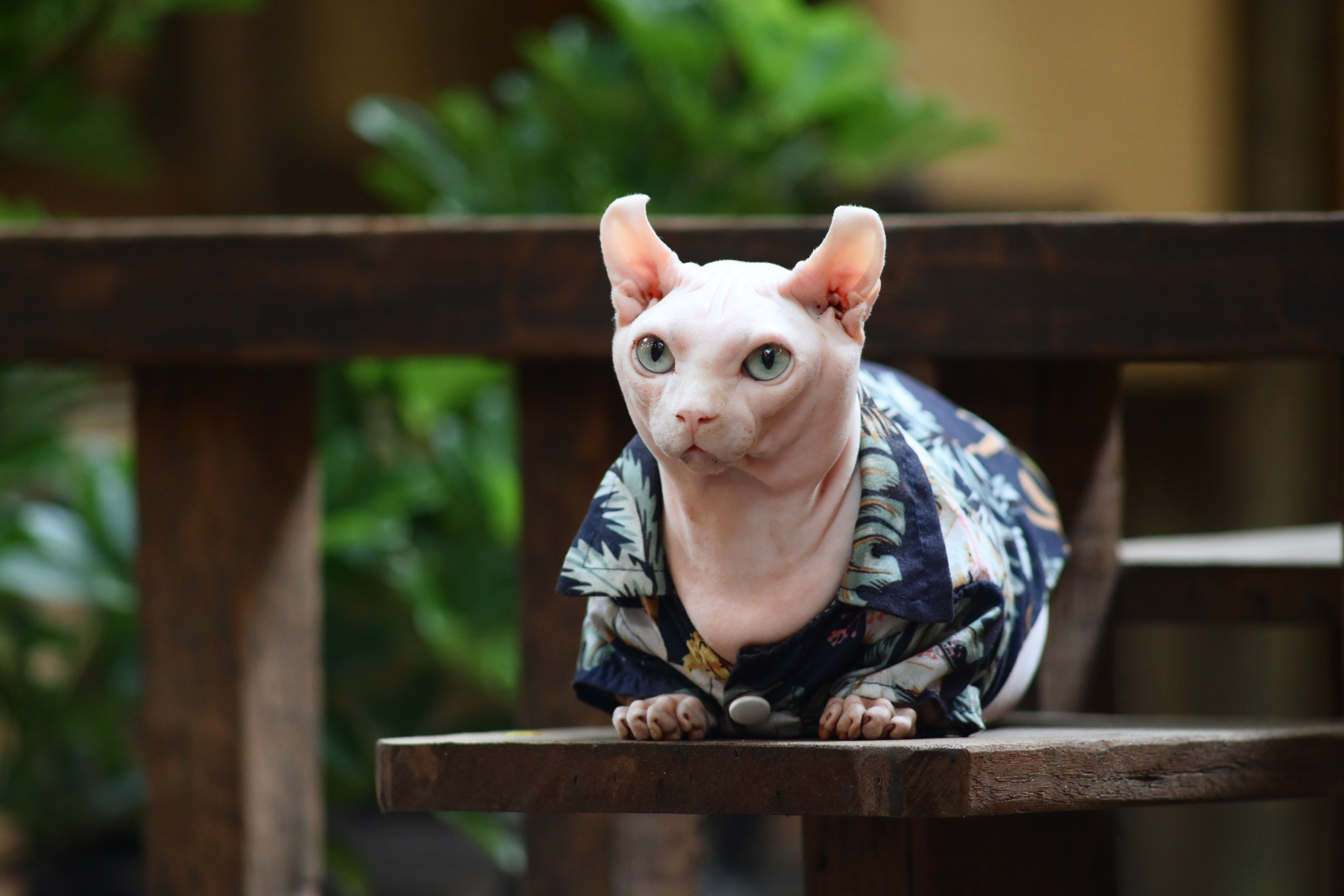 Cool Cat Photos, Download The BEST Free Cool Cat Stock Photos & HD Images