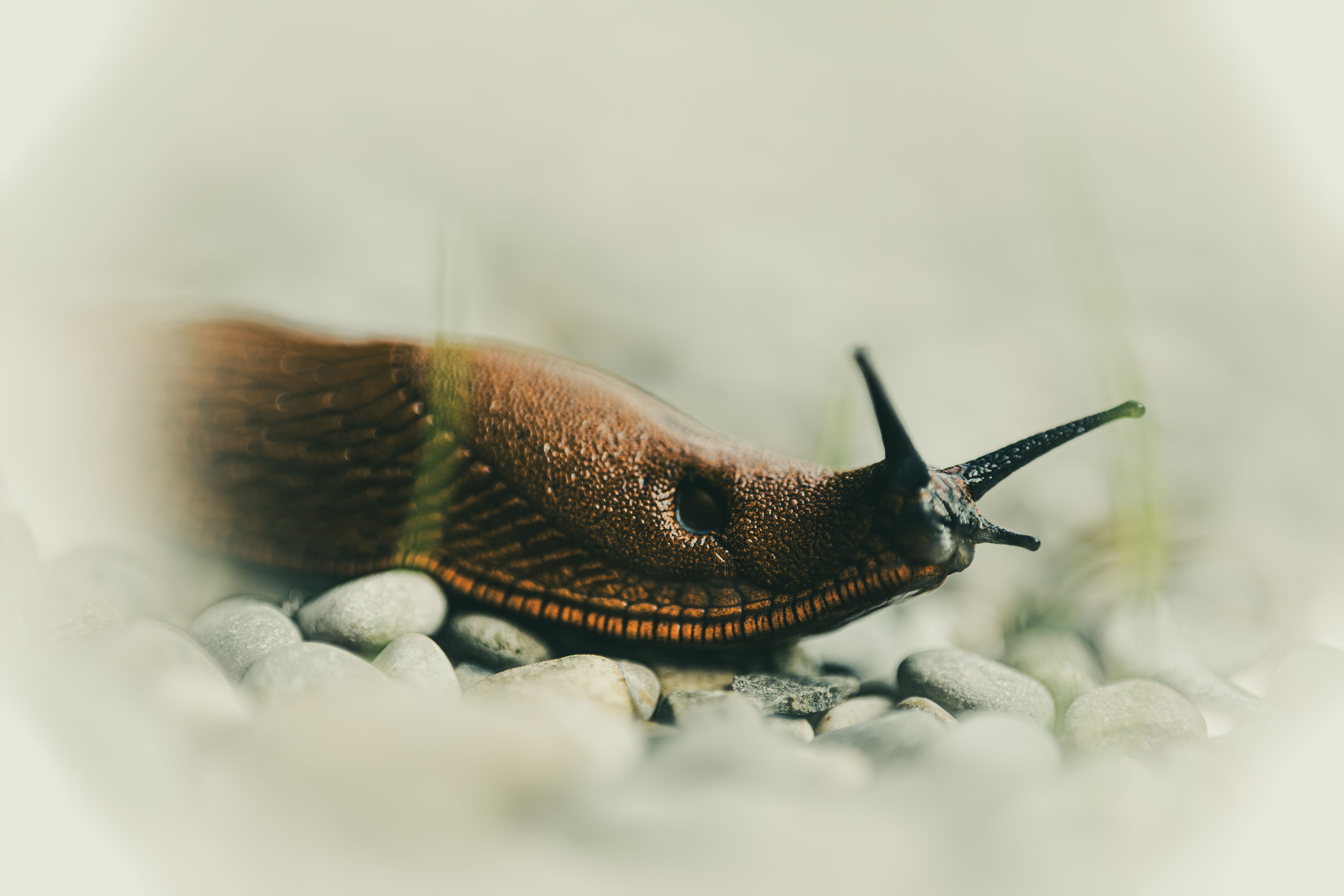 Slug Damage Photos, Download The BEST Free Slug Damage Stock Photos ...
