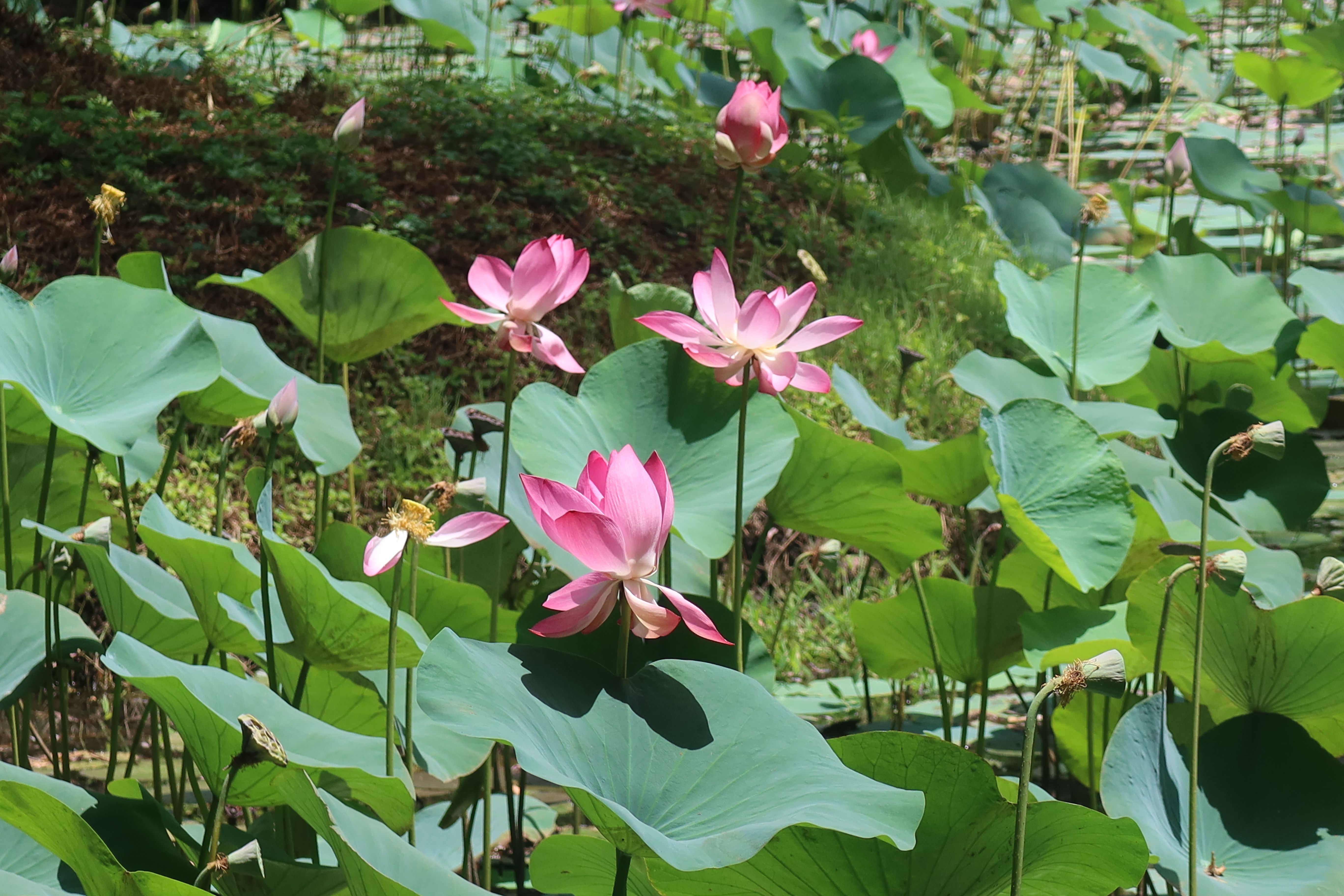 Pink Lotus Flowers in Bloom at Sigiriya, Sri Lanka · Free Stock Photo