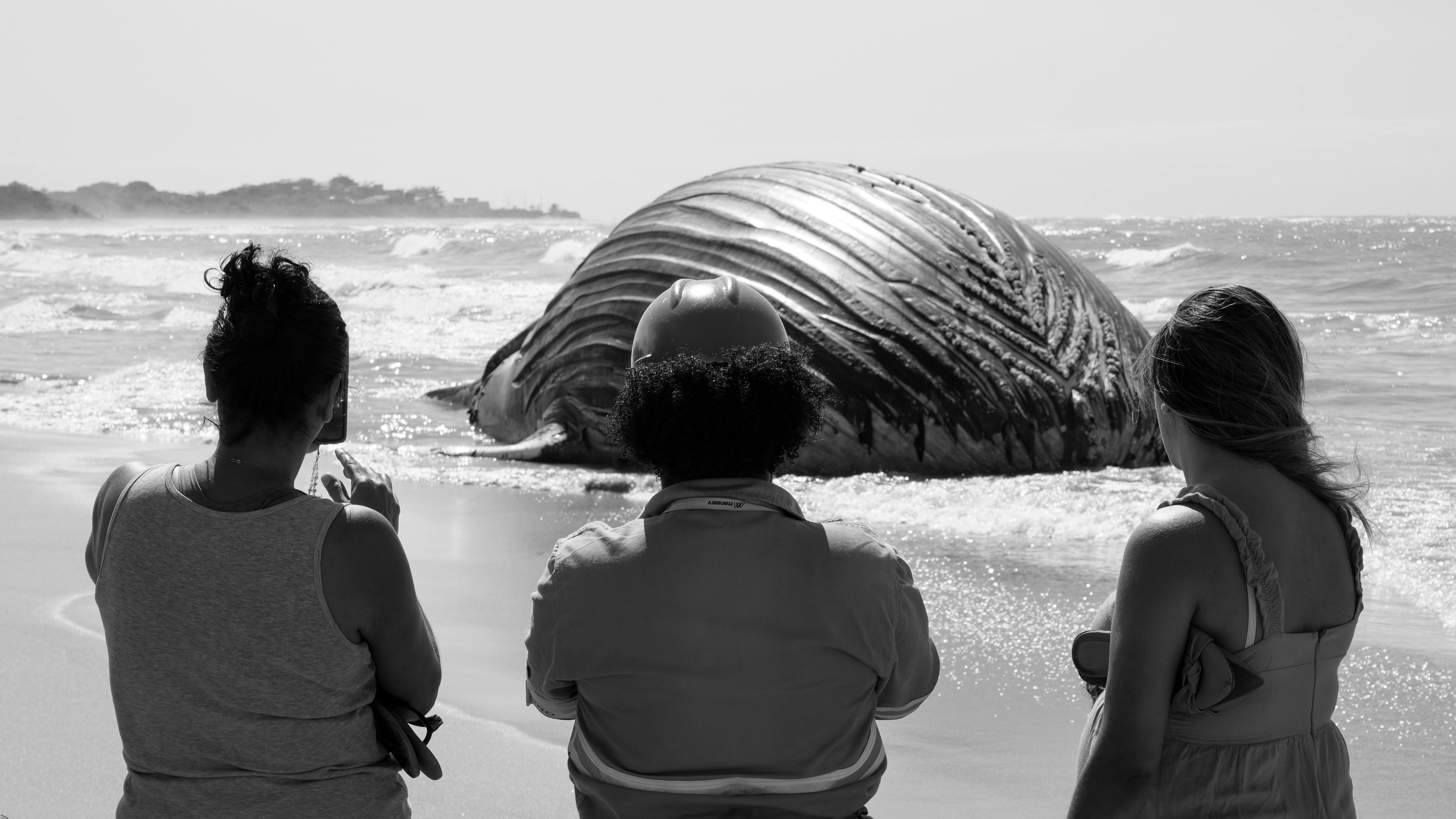 Three People Observing a Beached Whale on Shore · Free Stock Photo