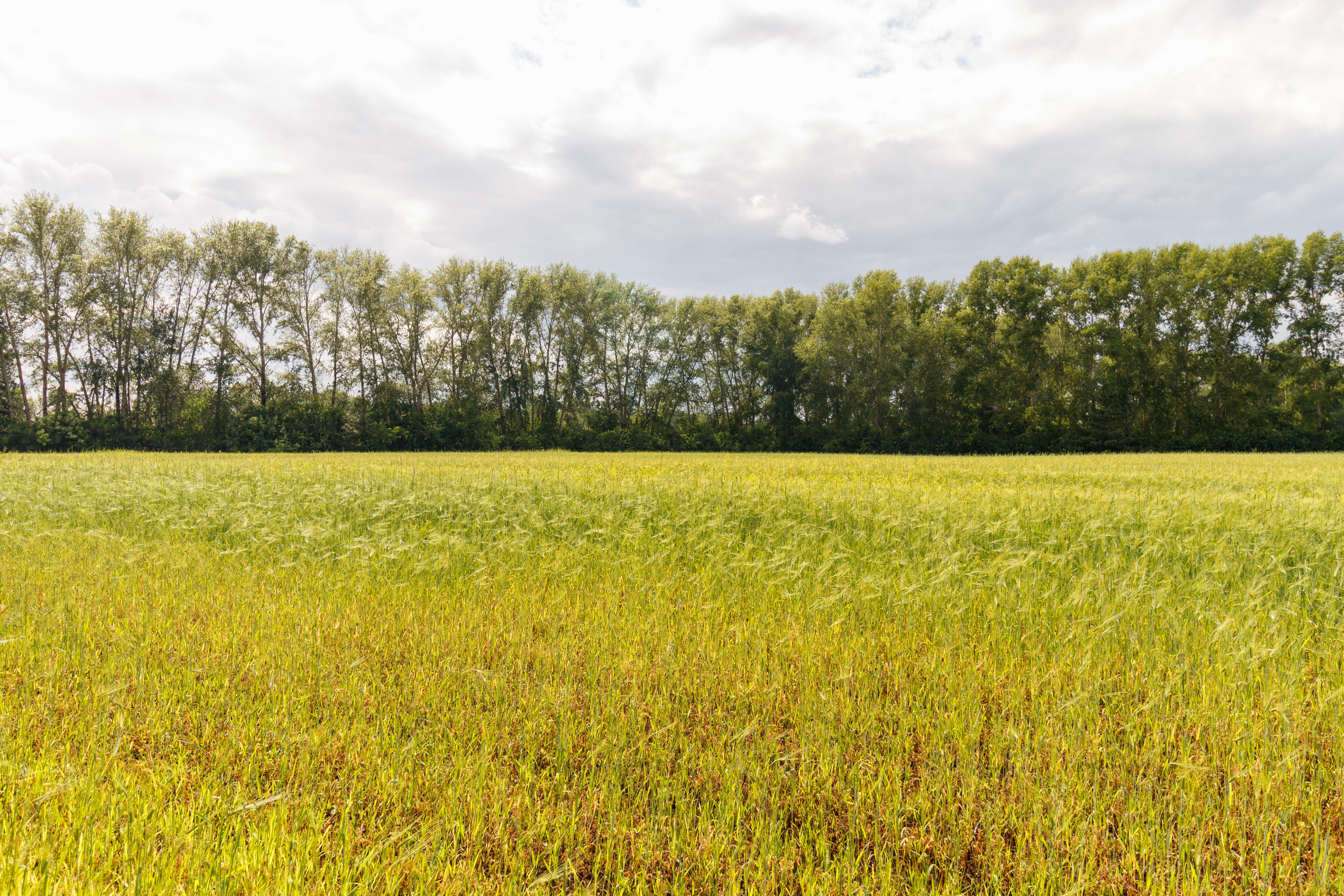 Green Field Panorama Photos, Download The BEST Free Green Field ...