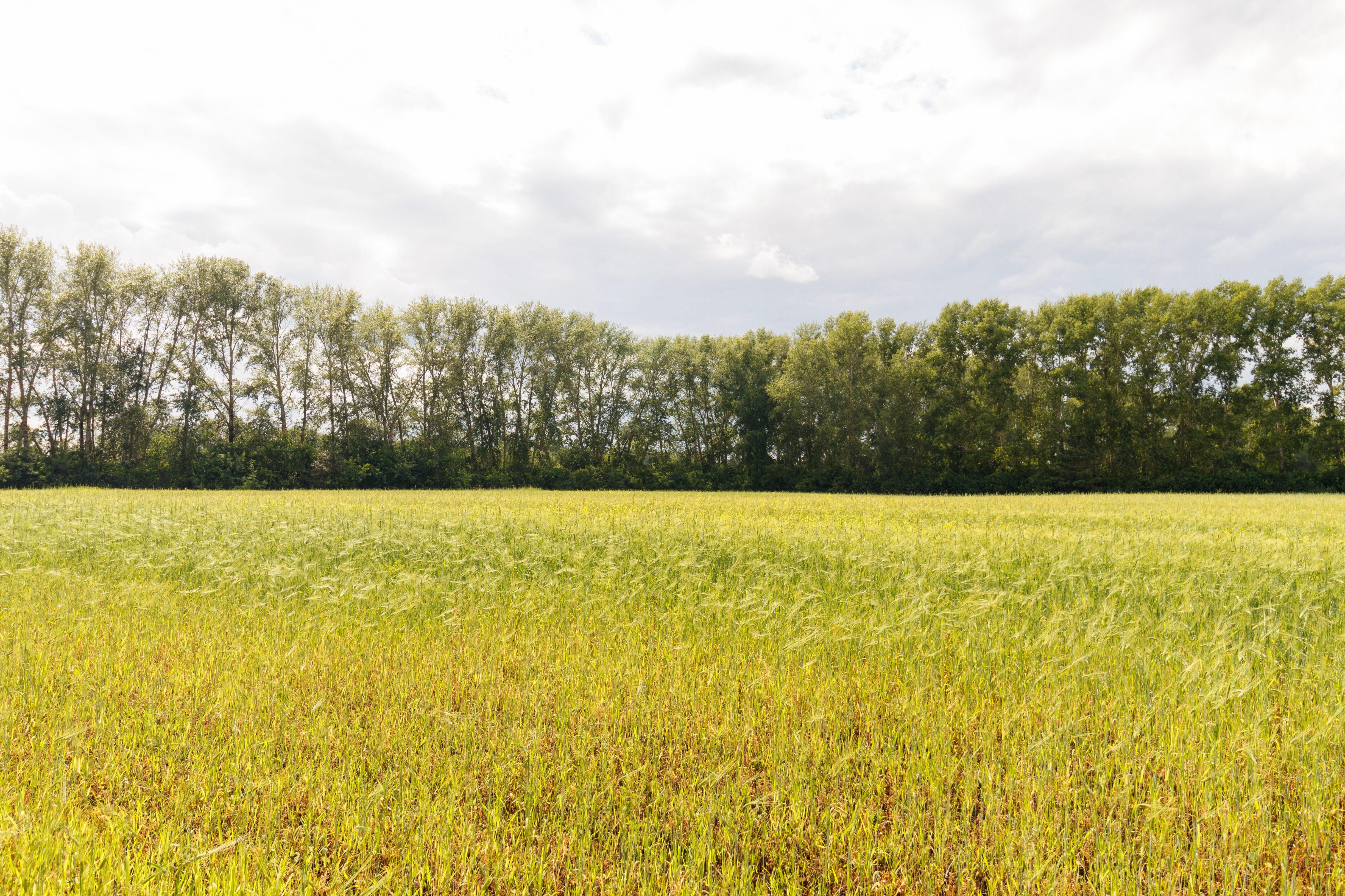 Tranquil Field with Greenery and Trees · Free Stock Photo