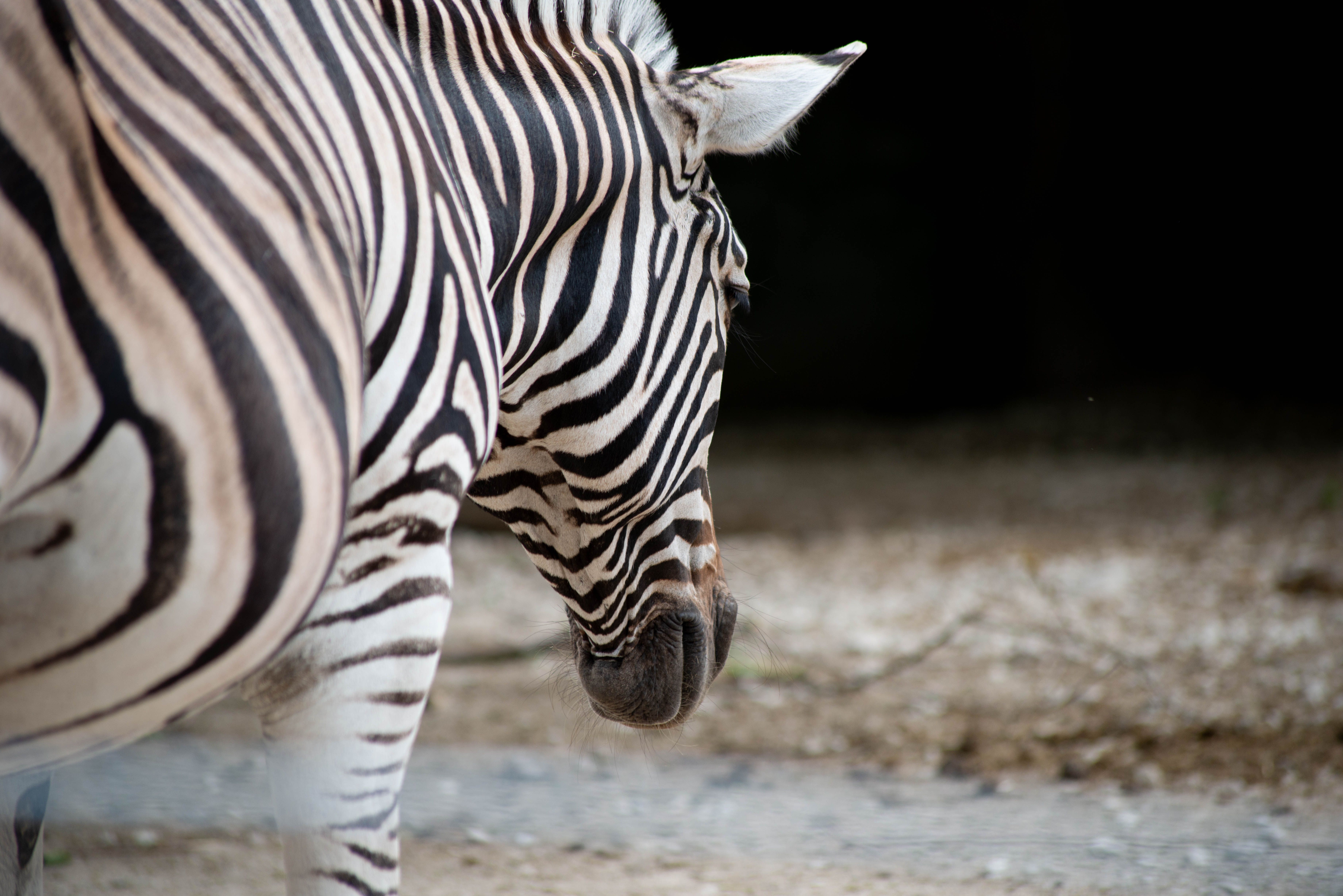 Safari Academy Photos, Download The BEST Free Safari Academy Stock ...