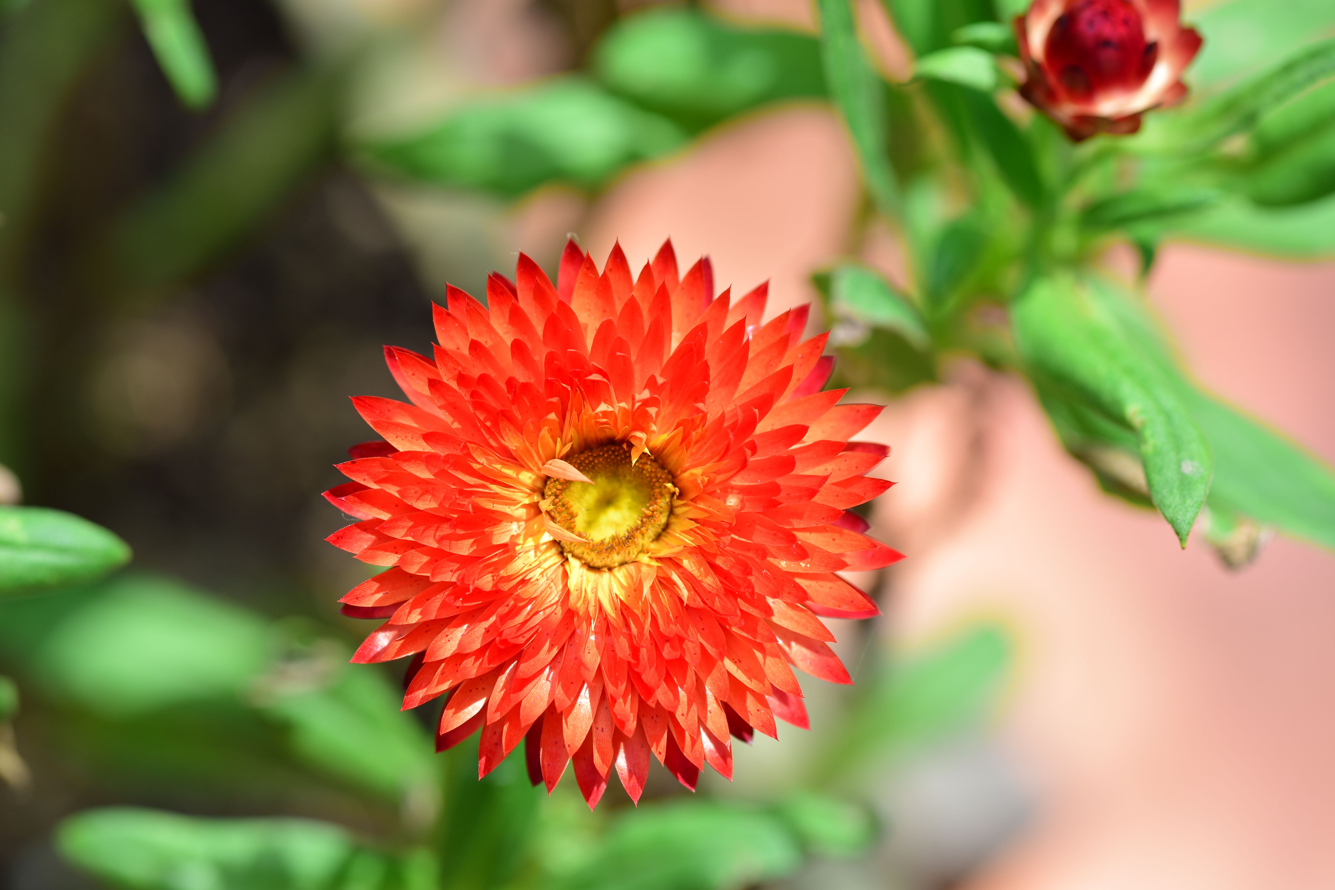 Vibrant Red Strawflower Close-Up in Bloom · Free Stock Photo