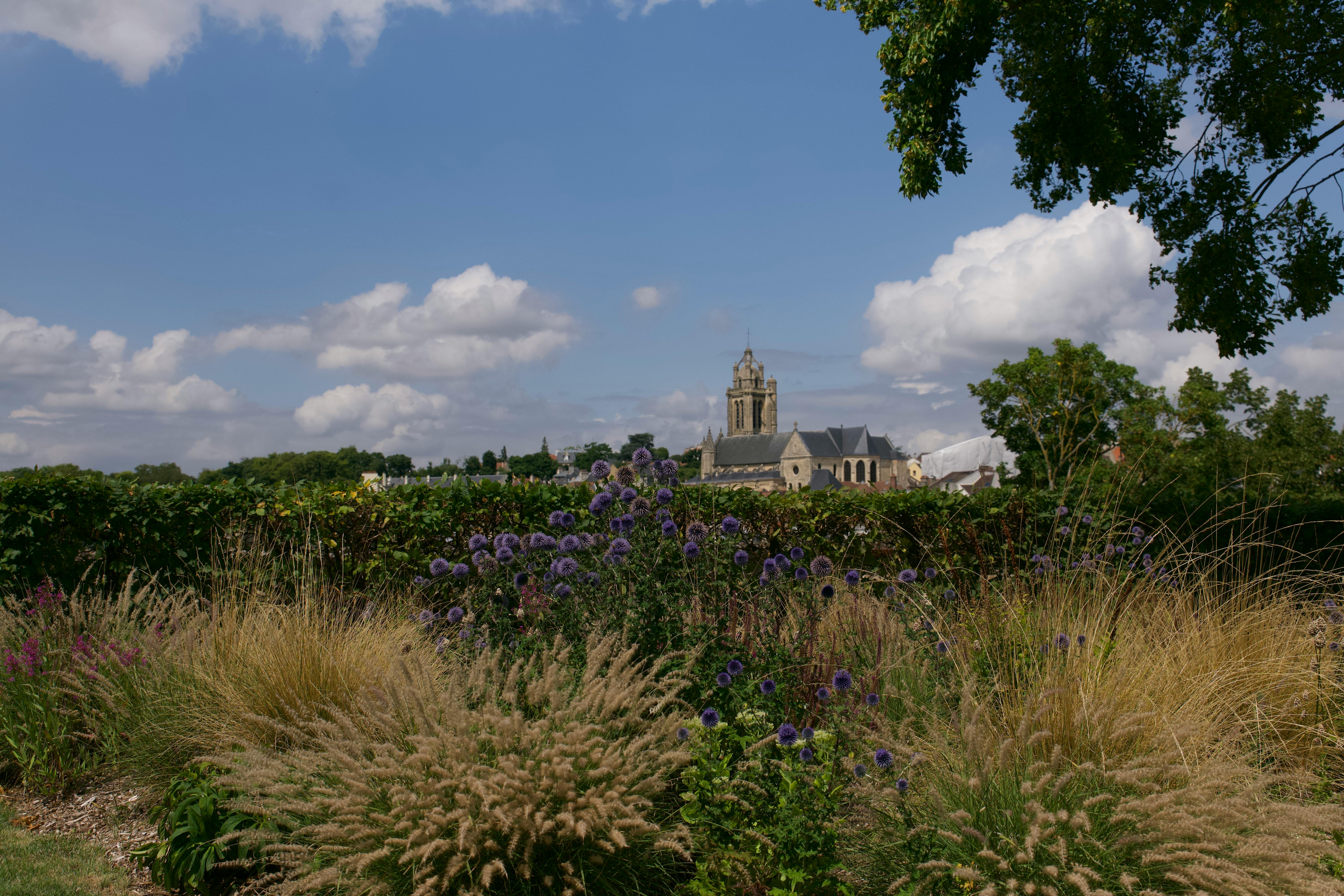 Arjun Tree Photos, Download The BEST Free Arjun Tree Stock Photos & HD ...