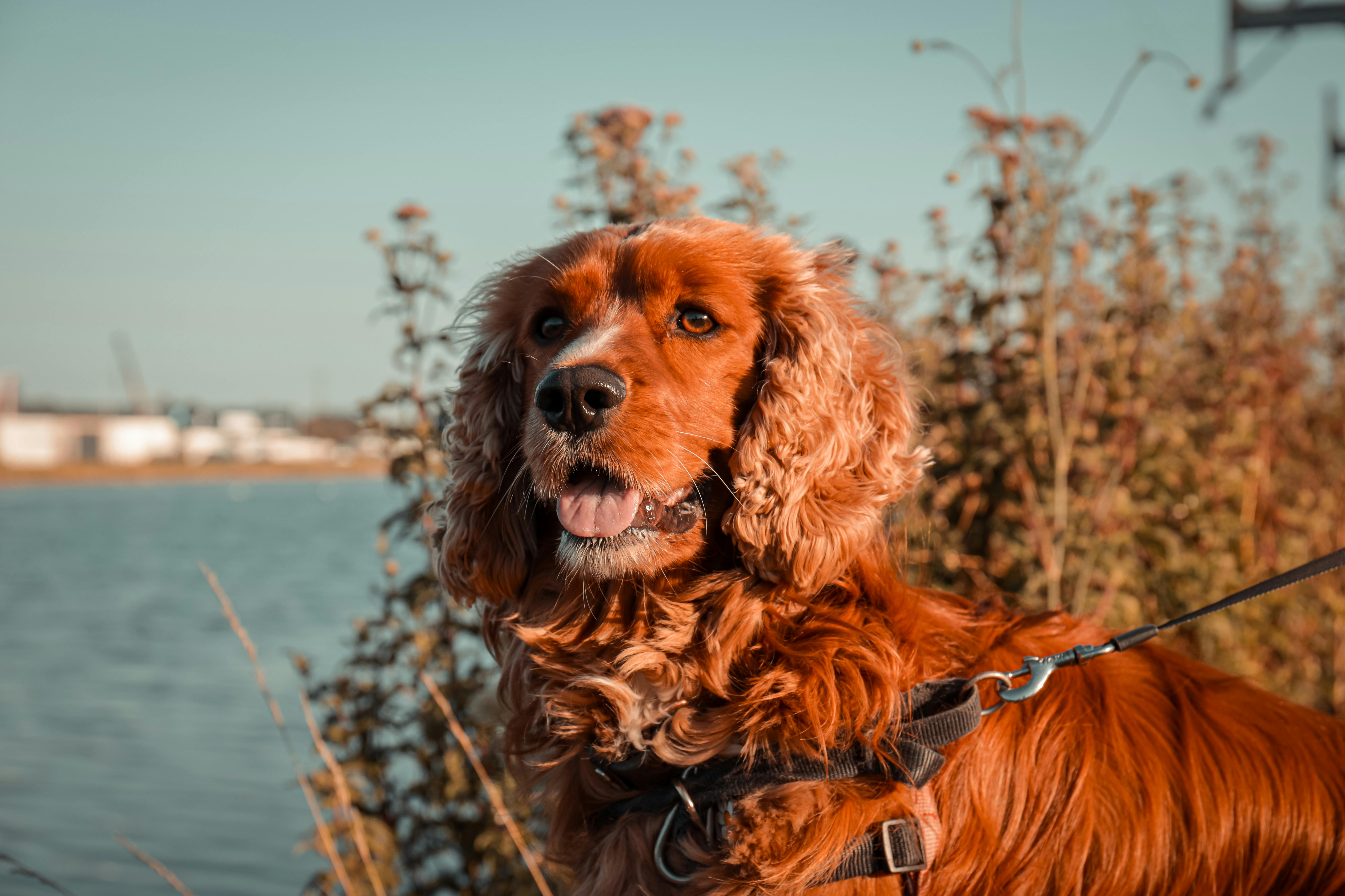 Ginger Spaniel Photos, Download The BEST Free Ginger Spaniel Stock ...