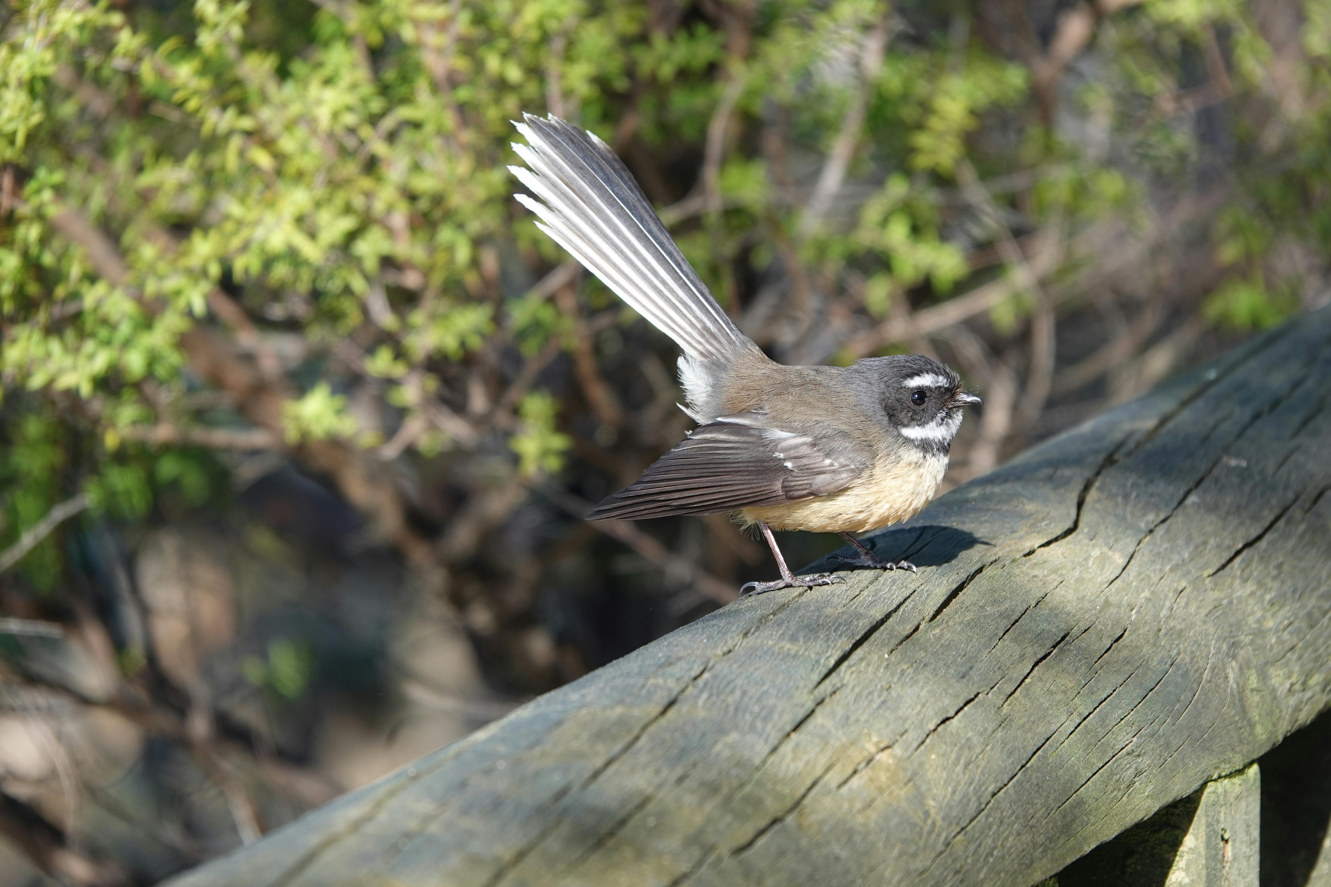 New Zealand Fantail: Species Overview and Characteristics