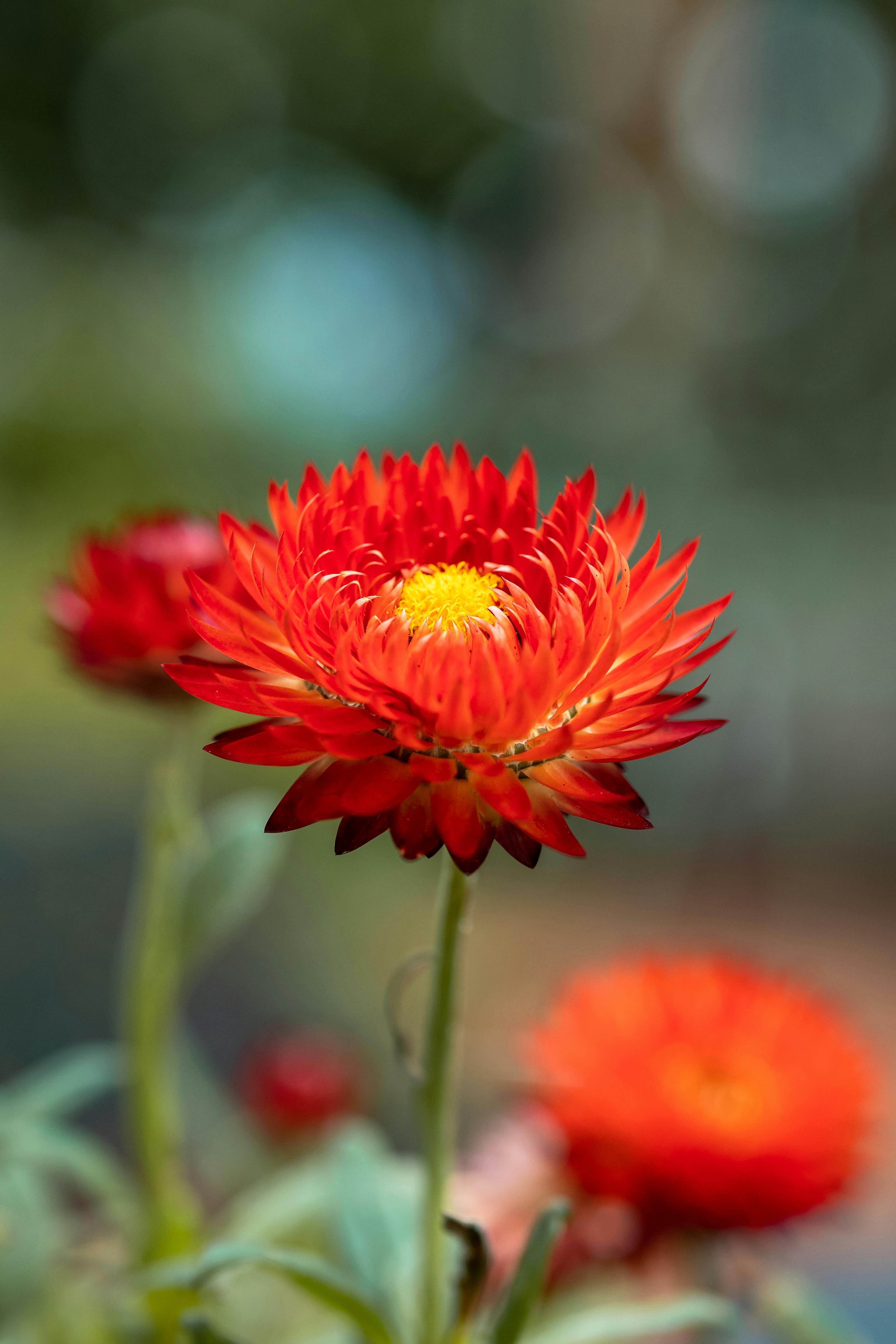 Bokeh Jepang Nai Lai Photos, Download The BEST Free Bokeh Jepang Nai ...