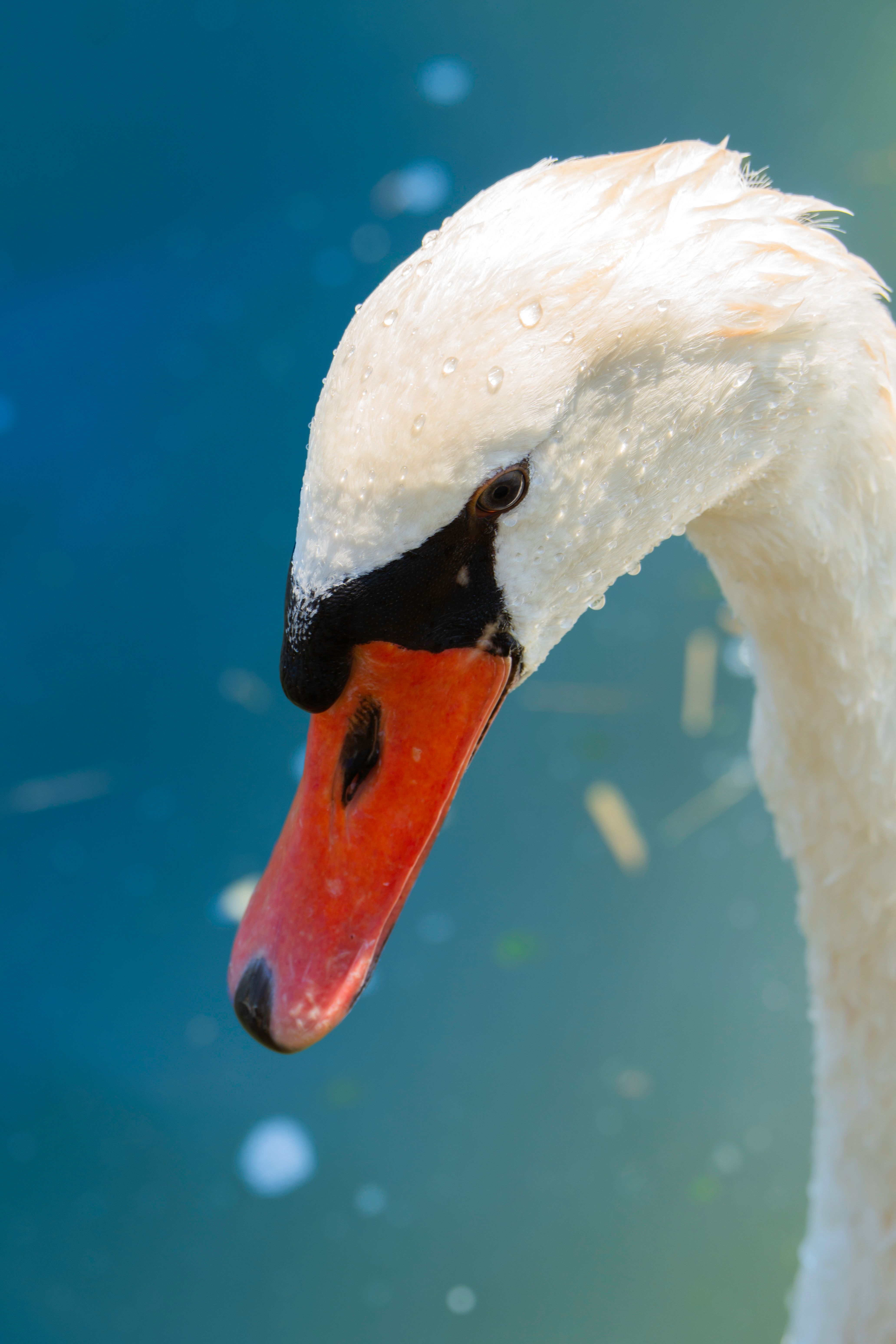 Elegant Mute Swan Close-Up on a Sunny Day · Free Stock Photo
