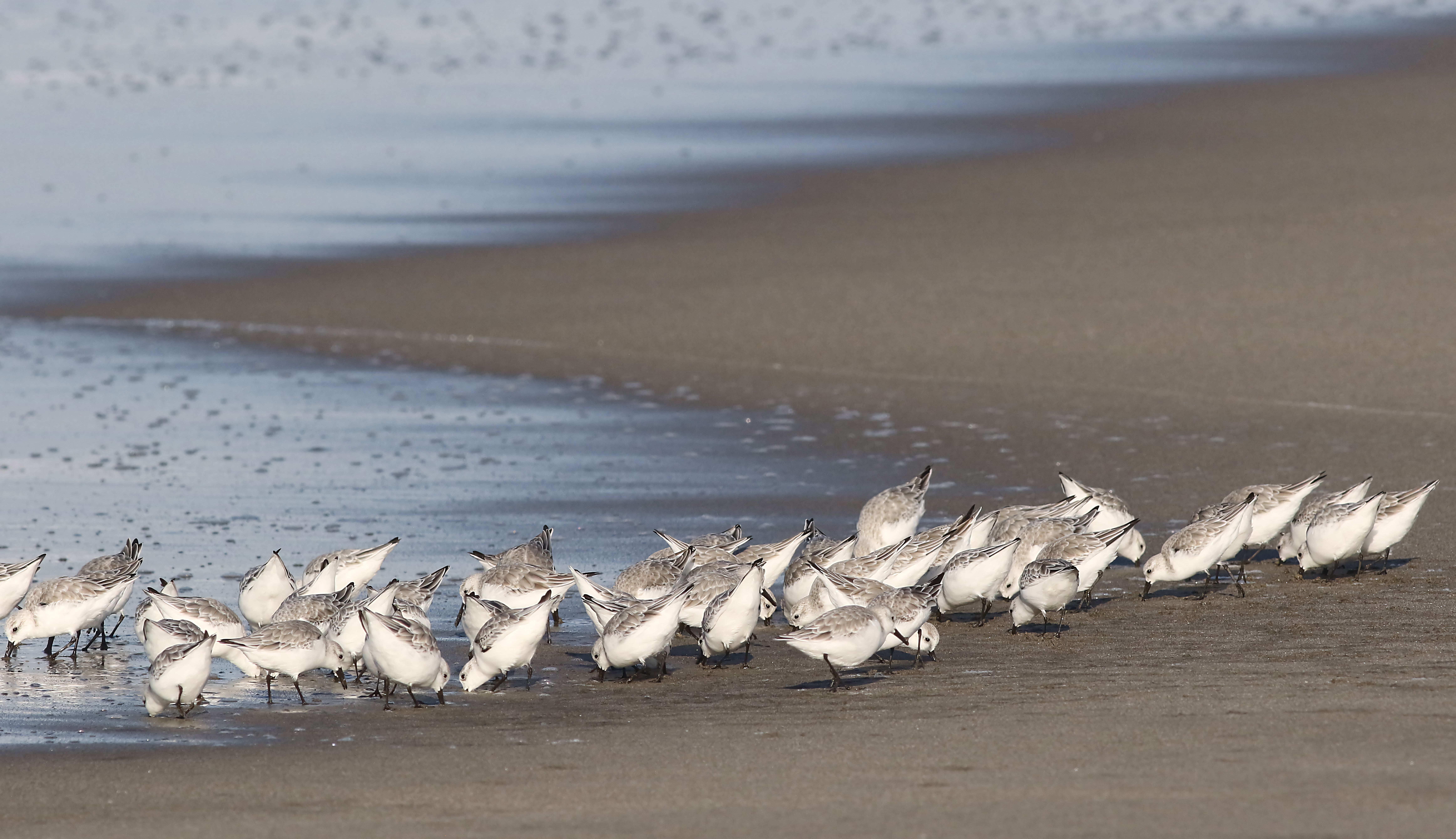 Piper Birds Photos, Download The BEST Free Piper Birds Stock Photos ...