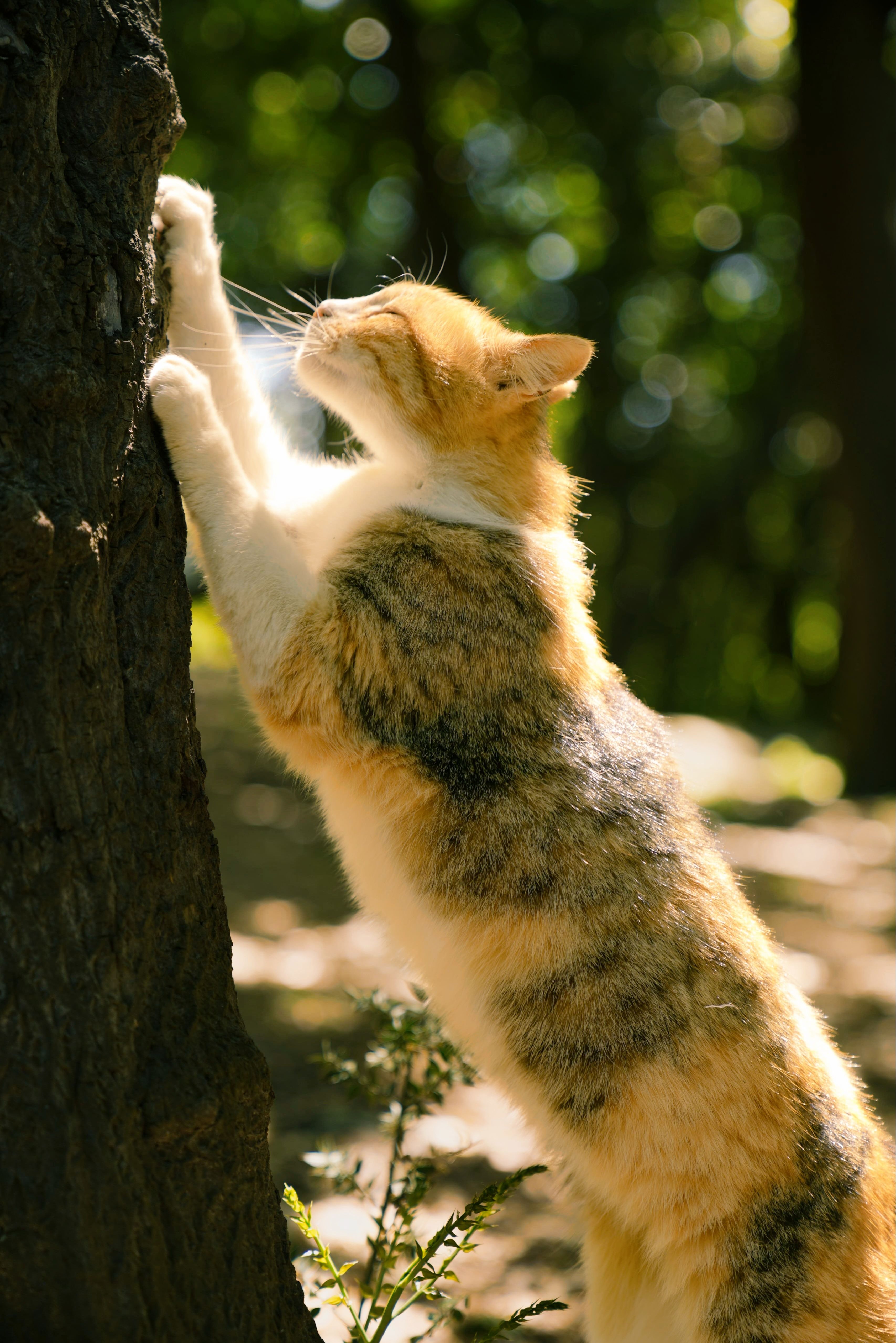 Scratch Cat Photos, Download The BEST Free Scratch Cat Stock Photos ...