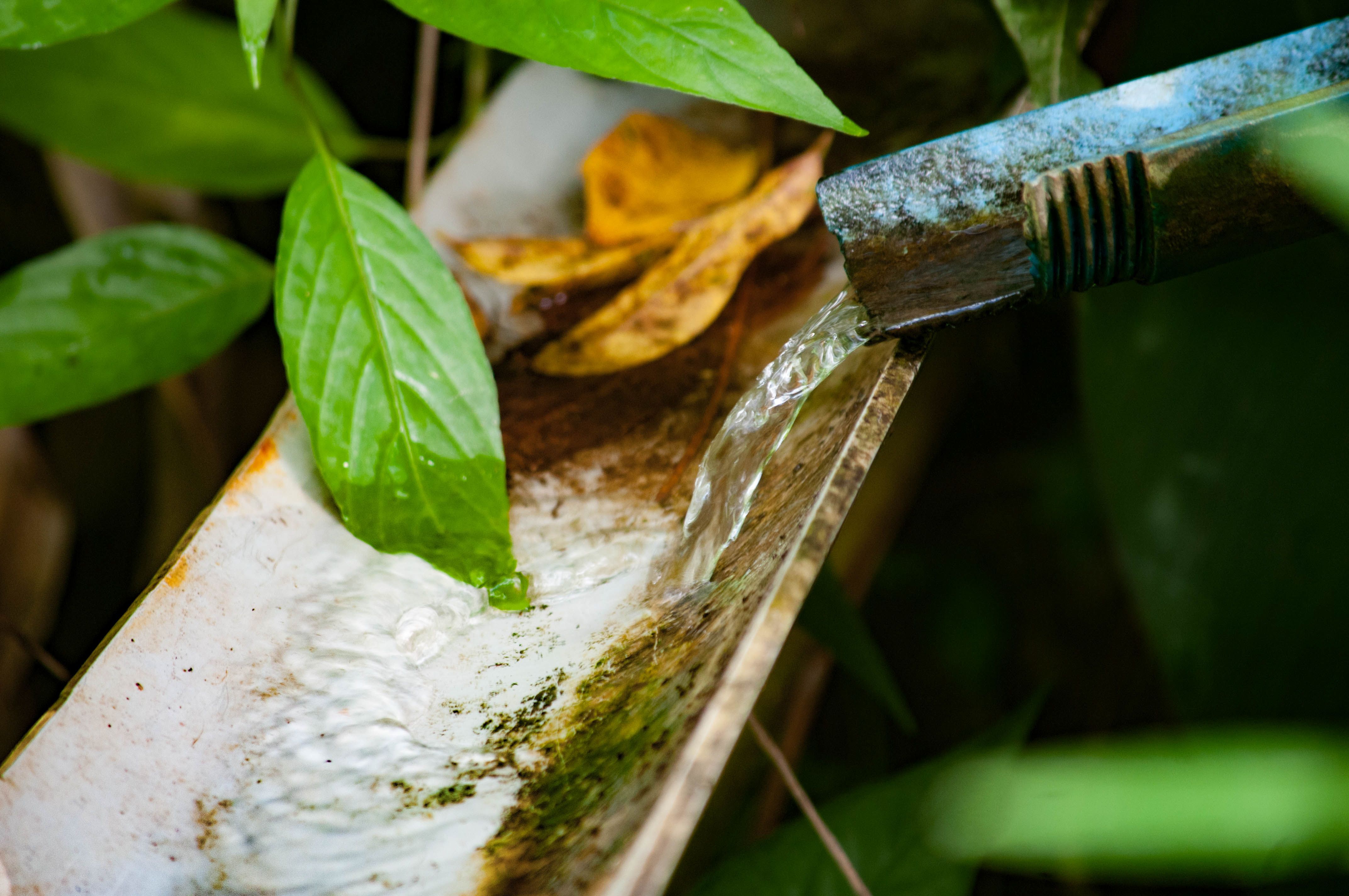 Water Pipe Leaf Photos, Download The BEST Free Water Pipe Leaf Stock ...