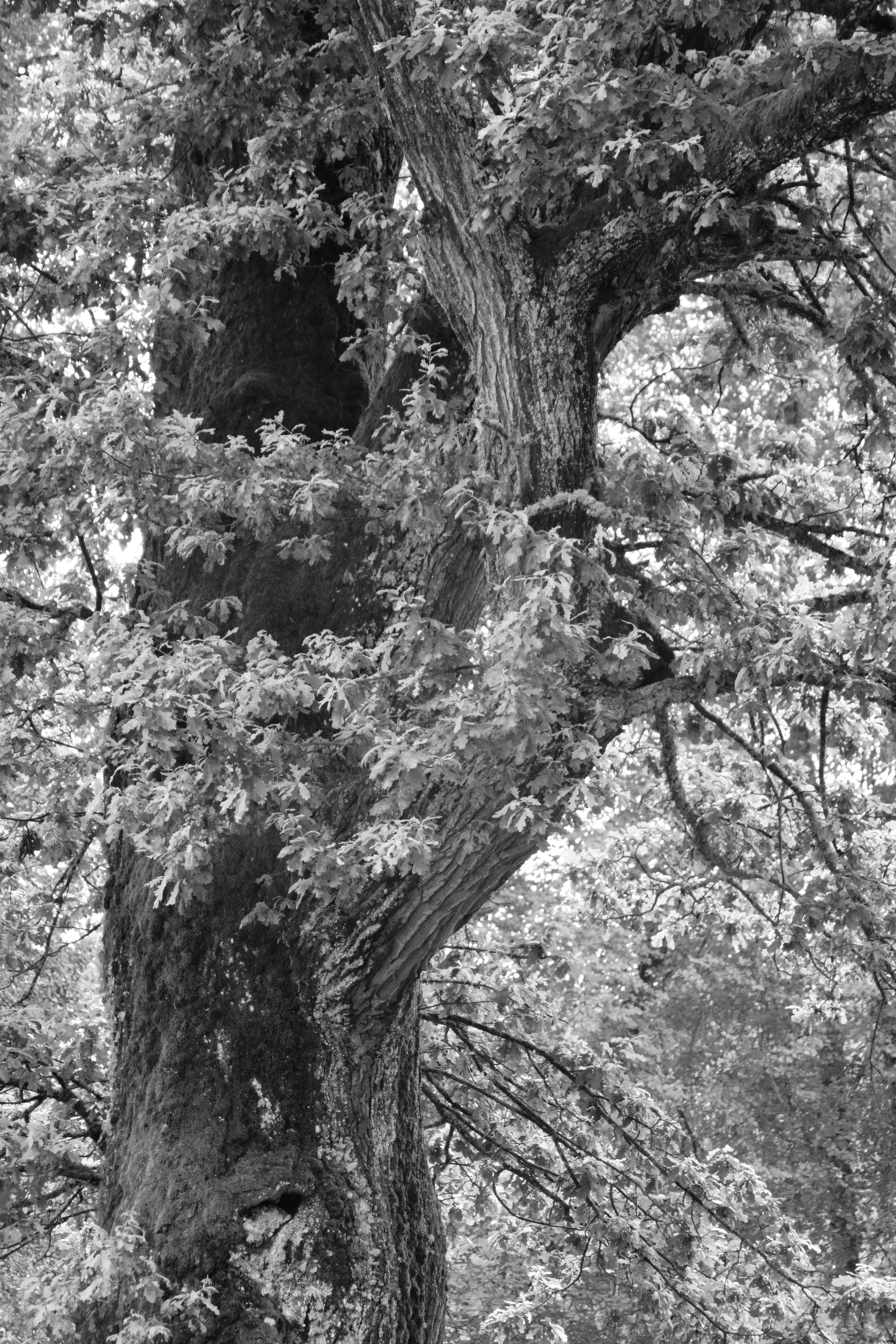 Old Tree Photos, Download The BEST Free Old Tree Stock Photos & HD Images