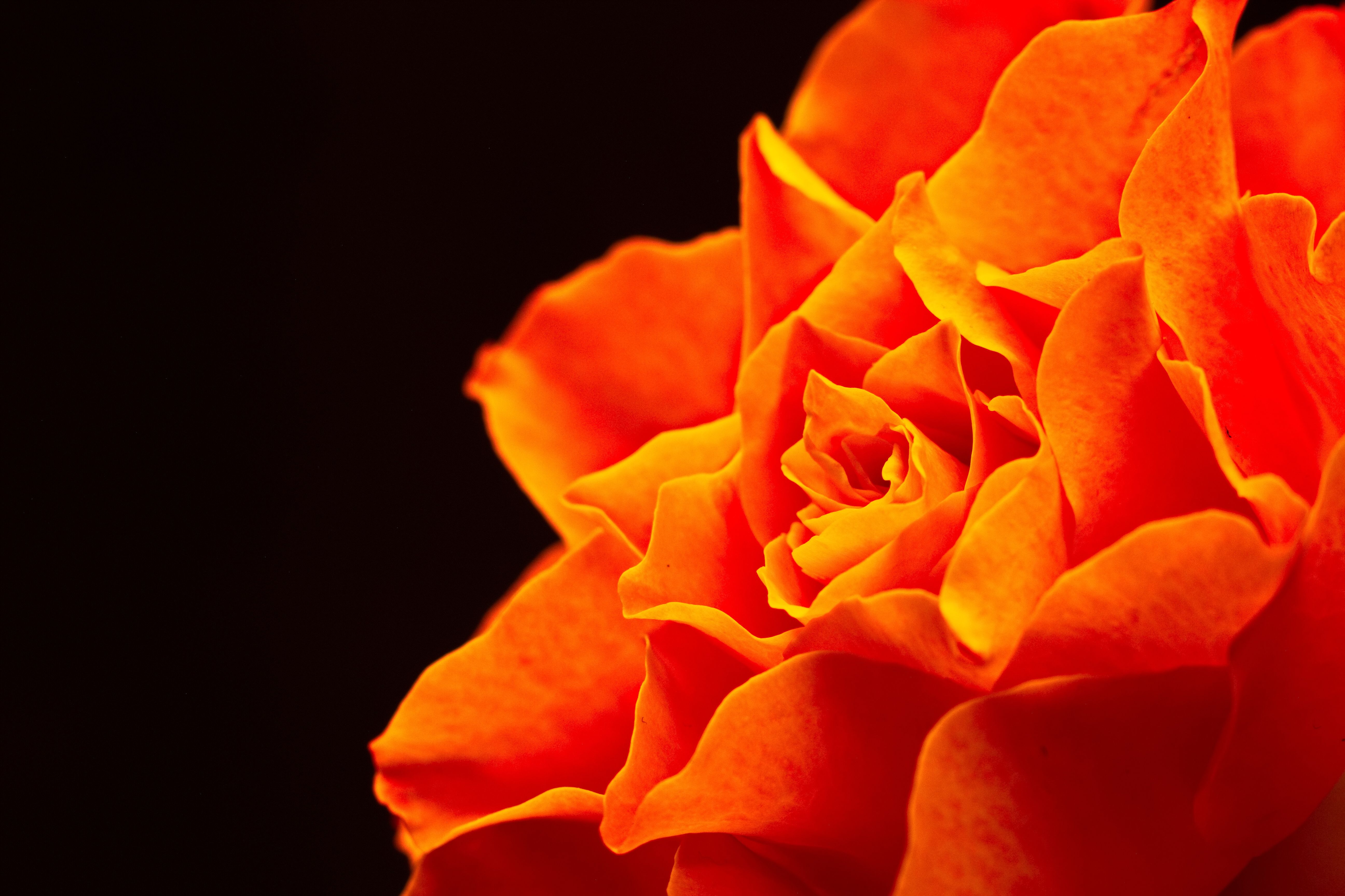 Orange Color Photos, Download The BEST Free Orange Color Stock Photos ...