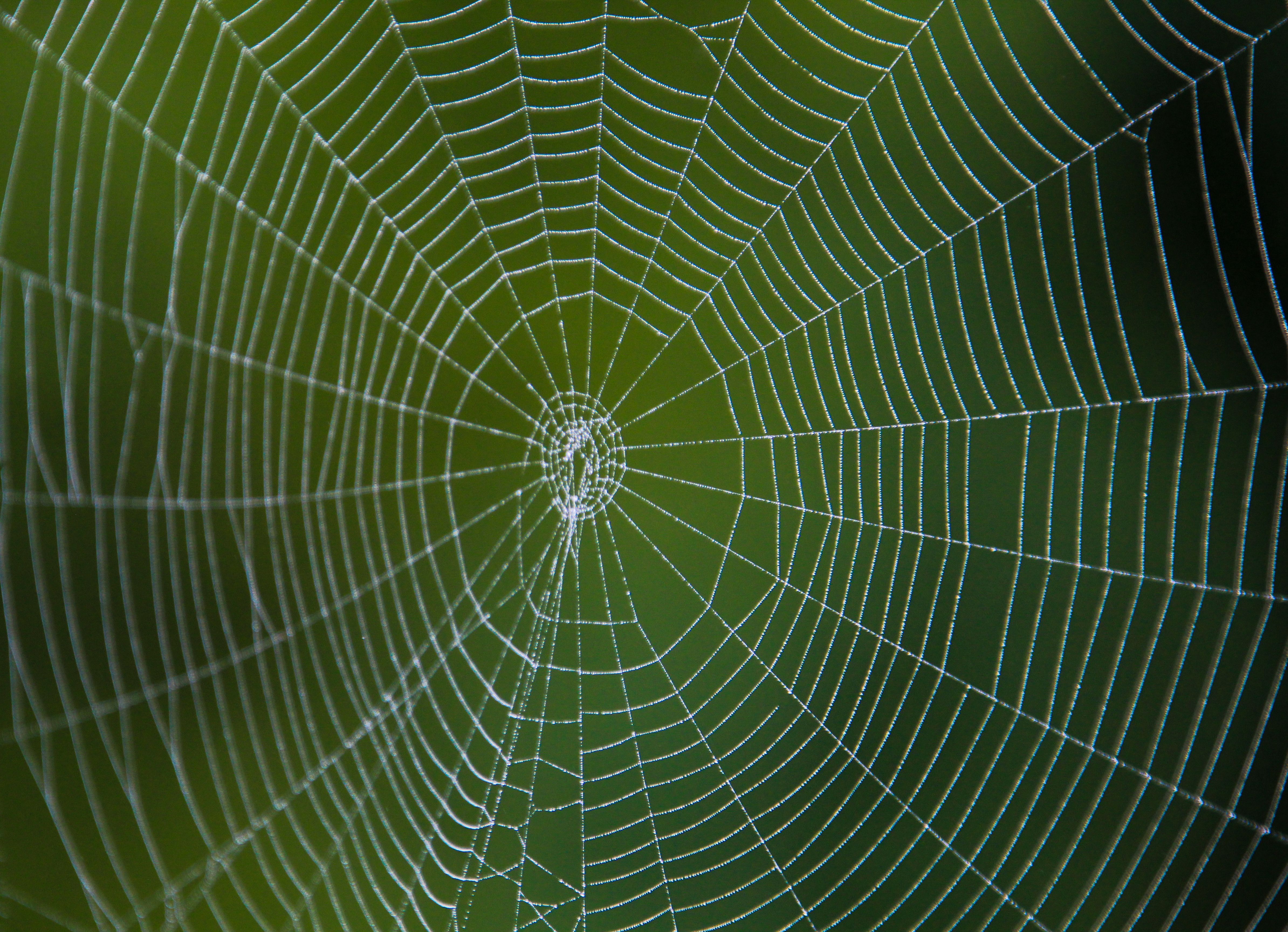 Intricate Spider Web with Dew Drops in Nature · Free Stock Photo