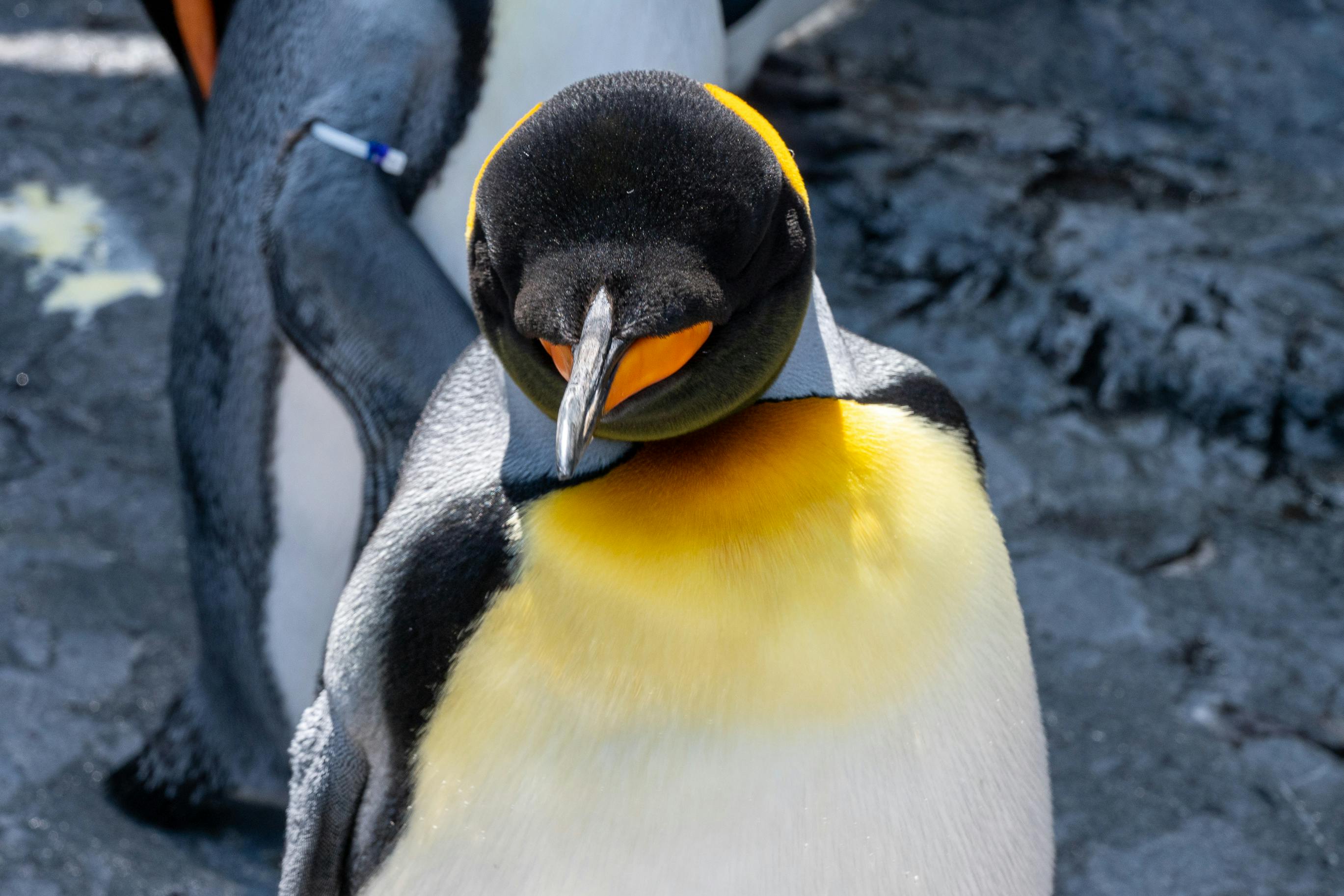 Penguin Image Photos, Download The BEST Free Penguin Image Stock Photos ...