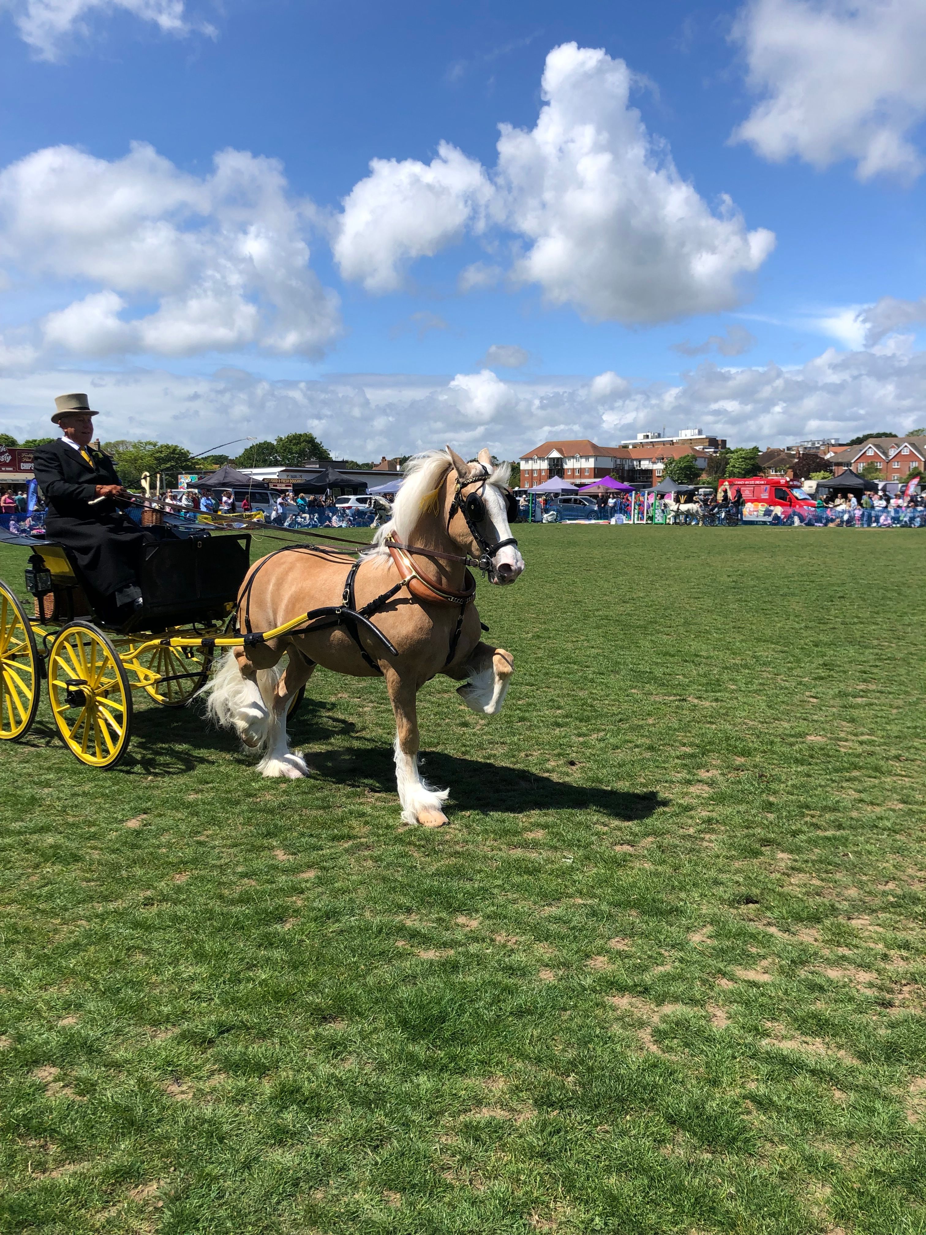 Elegant Horse and Carriage at Outdoor Event · Free Stock Photo