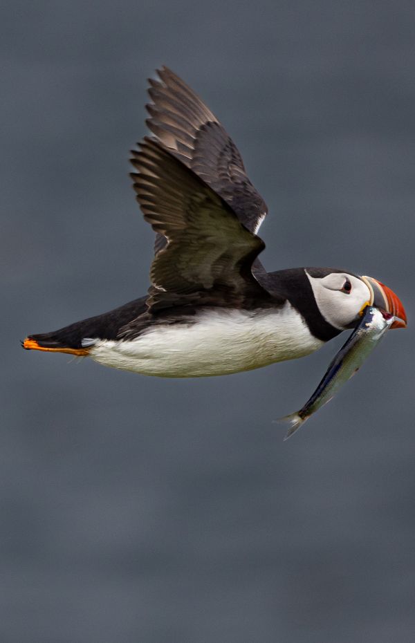 Flying Fish Photos, Download The BEST Free Flying Fish Stock Photos ...