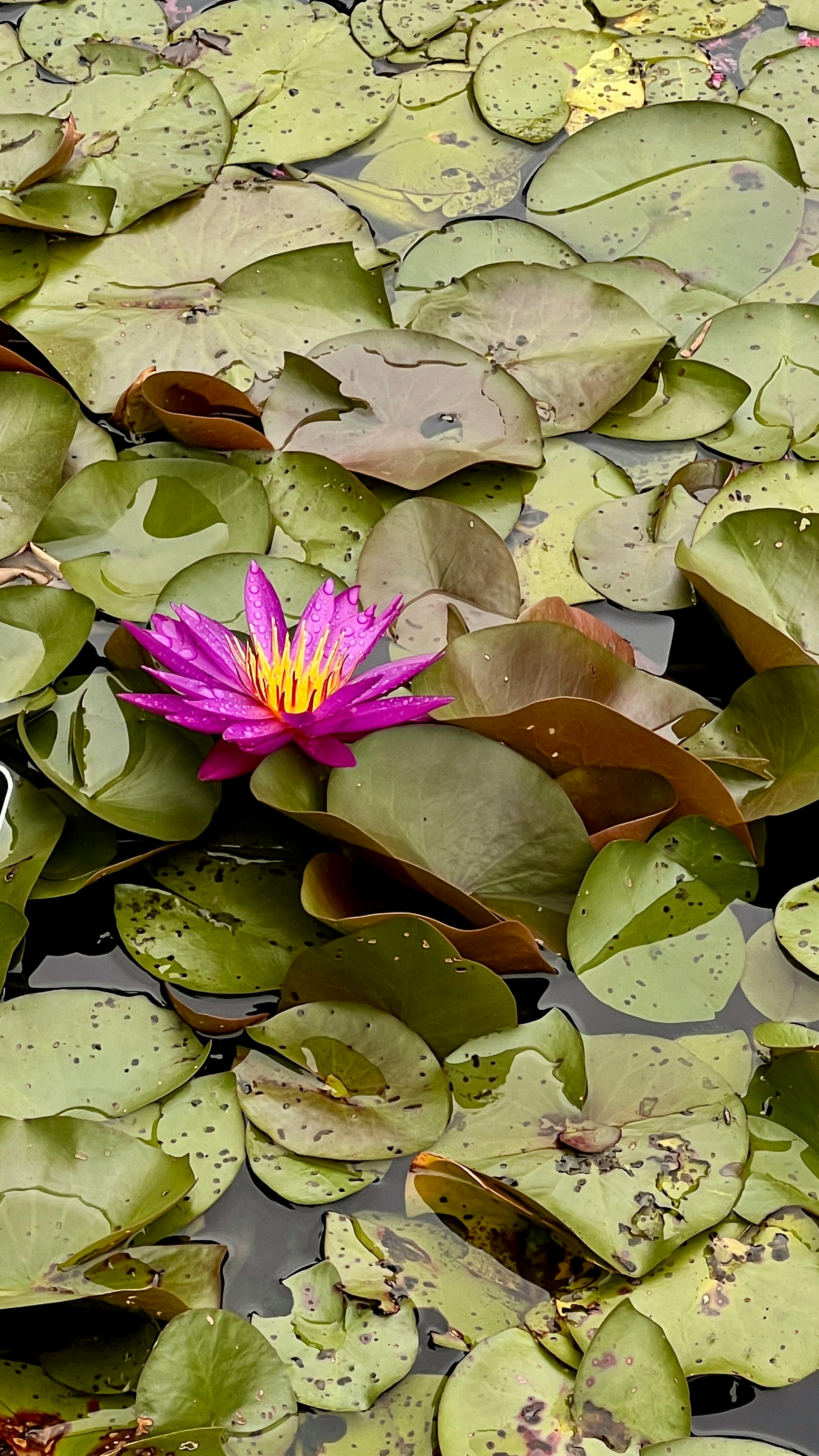 Purple Stag Photos, Download The BEST Free Purple Stag Stock Photos ...