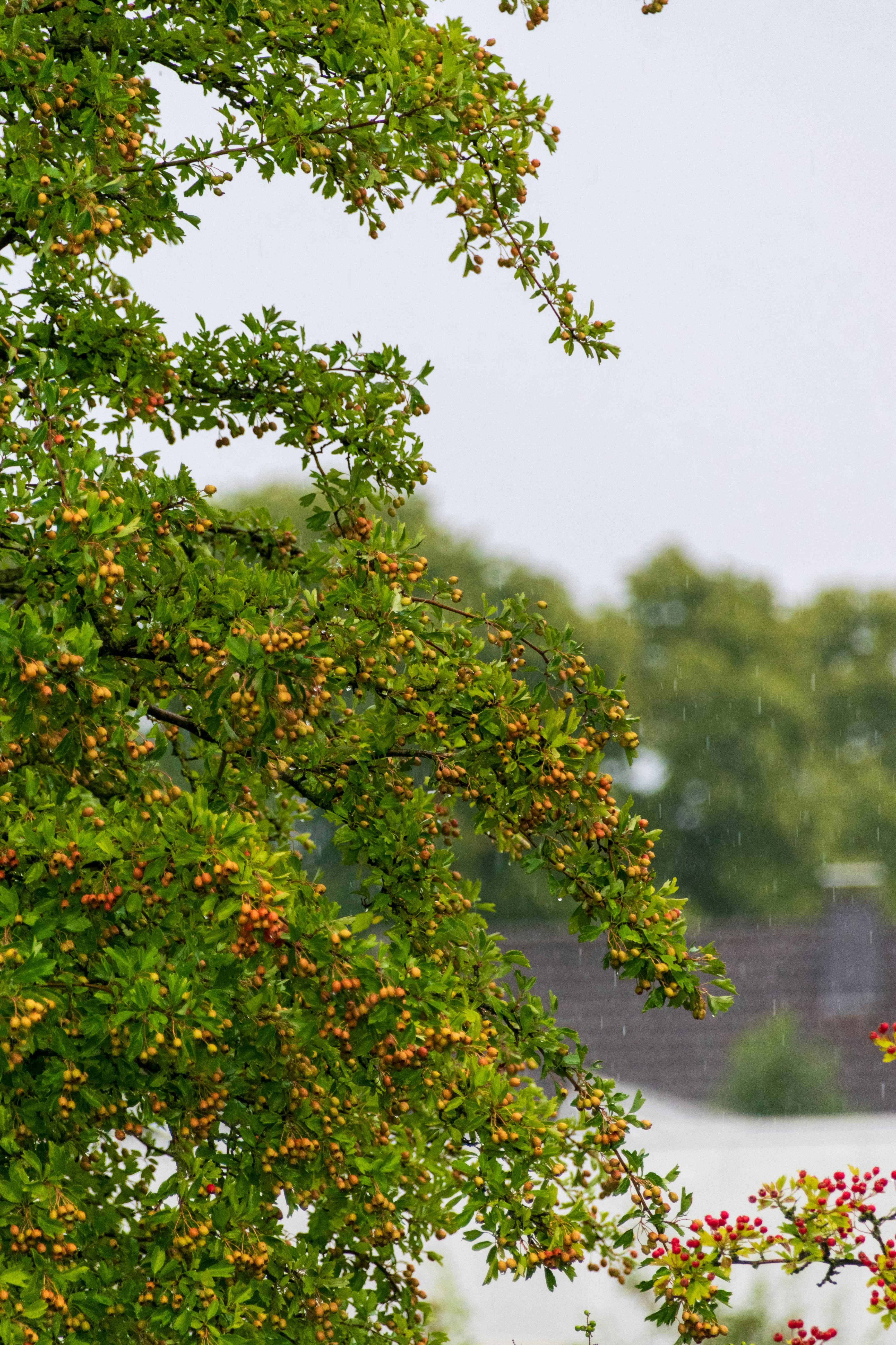 Fruitful Background Photos, Download The BEST Free Fruitful Background ...