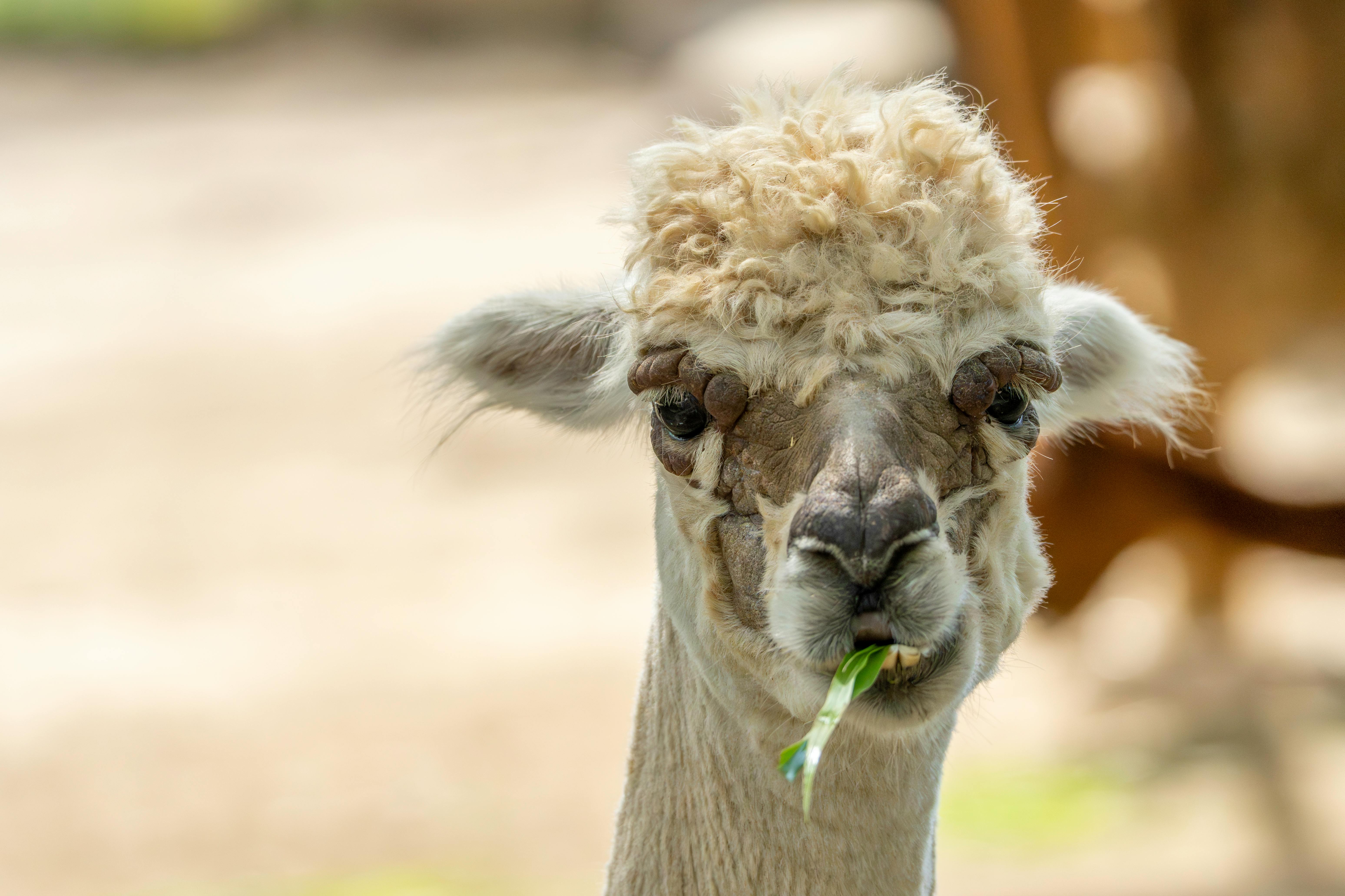 Cute+Jb Photos, Download The BEST Free Cute+Jb Stock Photos & HD Images