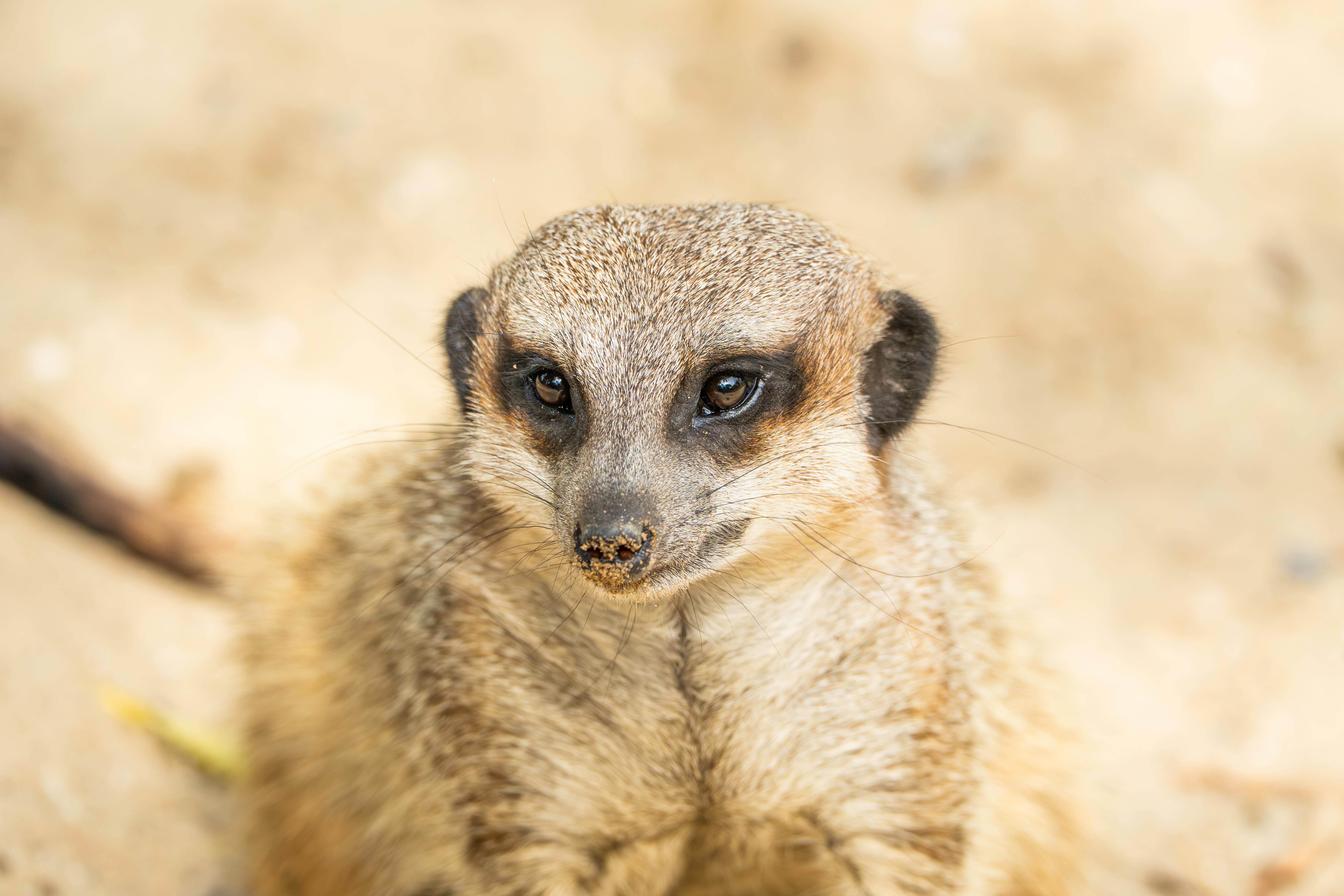 Cute+Jb Photos, Download The BEST Free Cute+Jb Stock Photos & HD Images