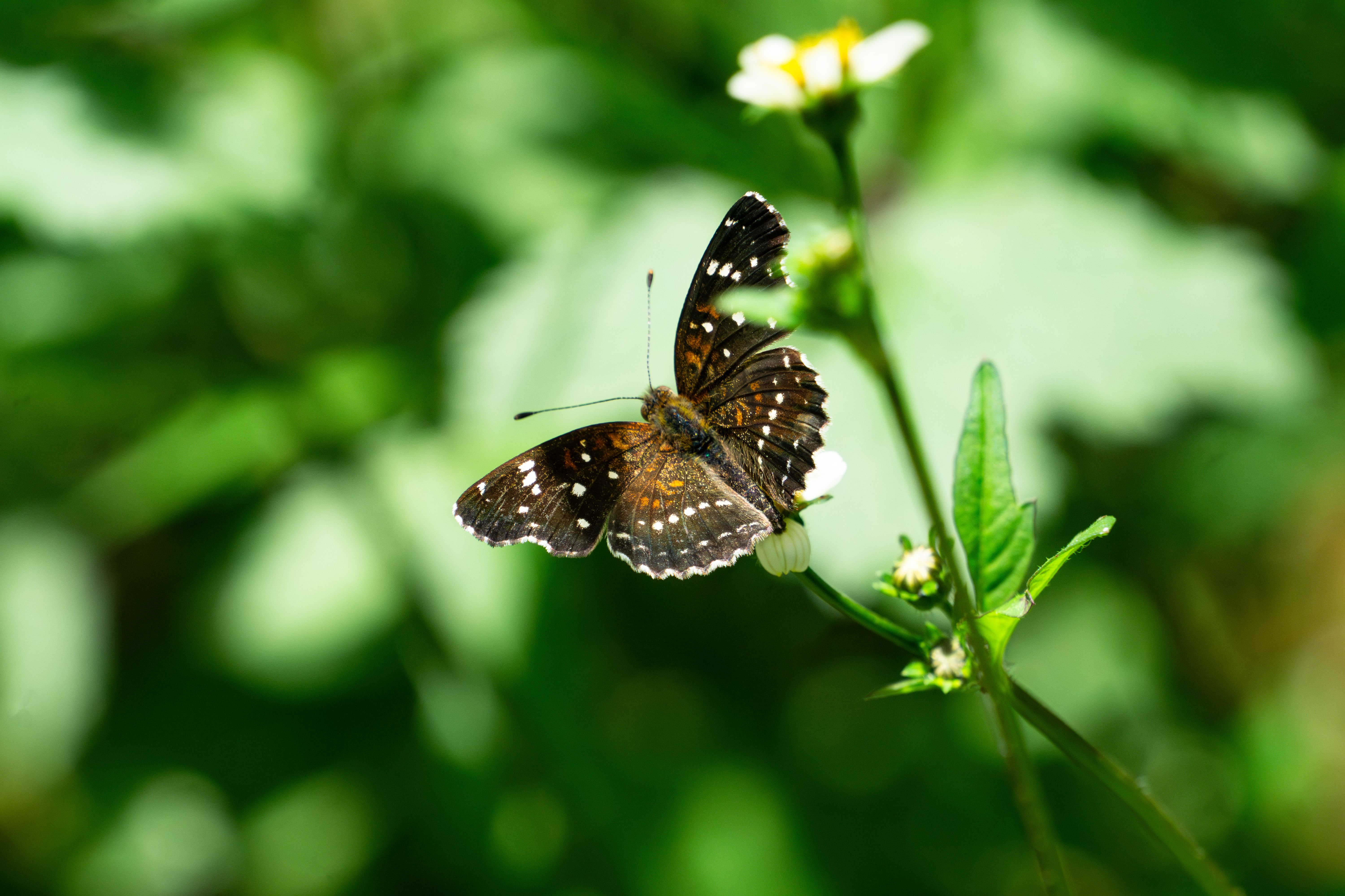 Butterfly 4k Photos, Download The BEST Free Butterfly 4k Stock Photos ...