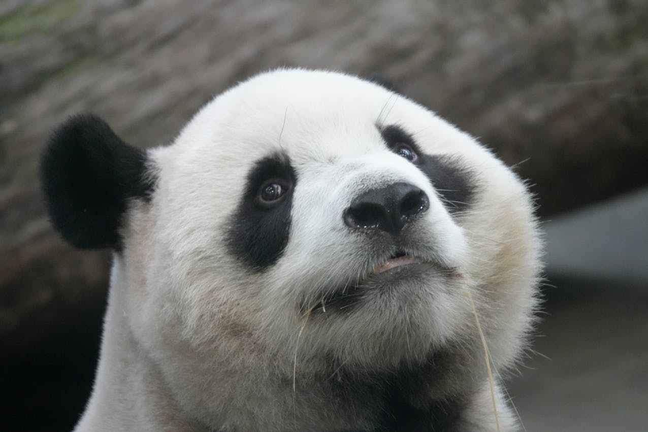 Giant Panda Habitat Loss: Why It Matters for Conservation