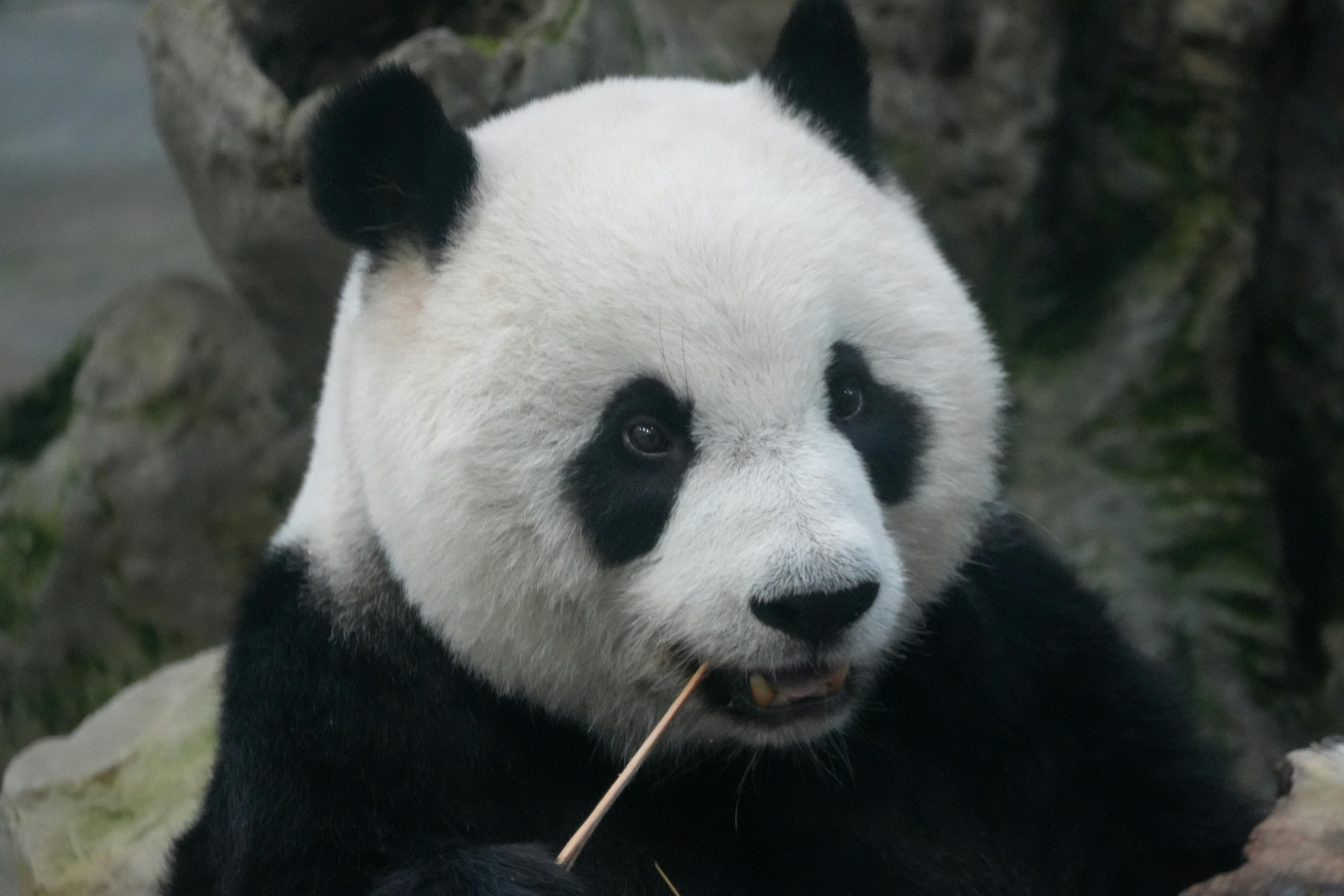 Panda Images Photos, Download The BEST Free Panda Images Stock Photos ...