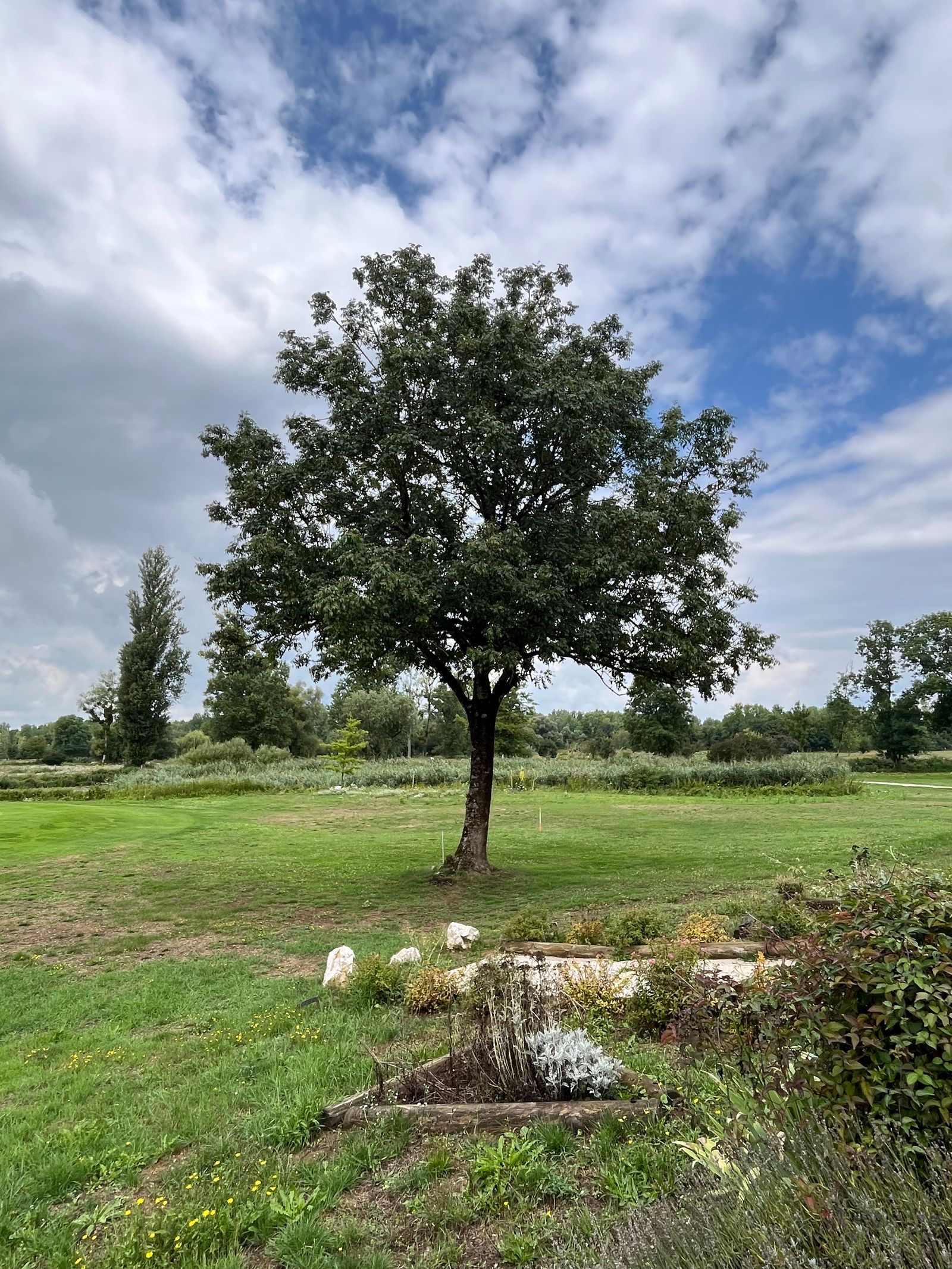 Single Tree Photos, Download The BEST Free Single Tree Stock Photos ...