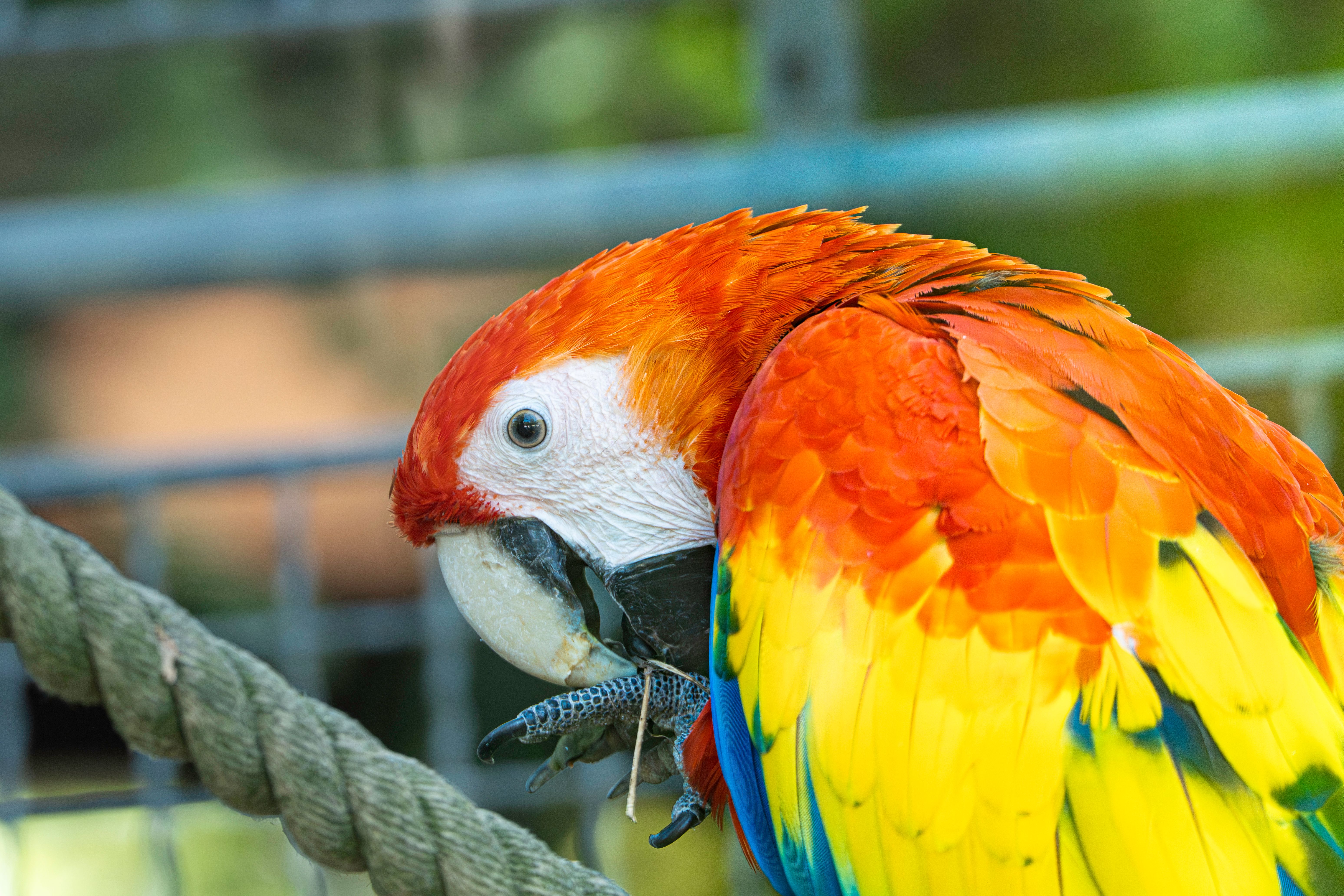 Vibrant Scarlet Macaw Perched on a Rope · Free Stock Photo