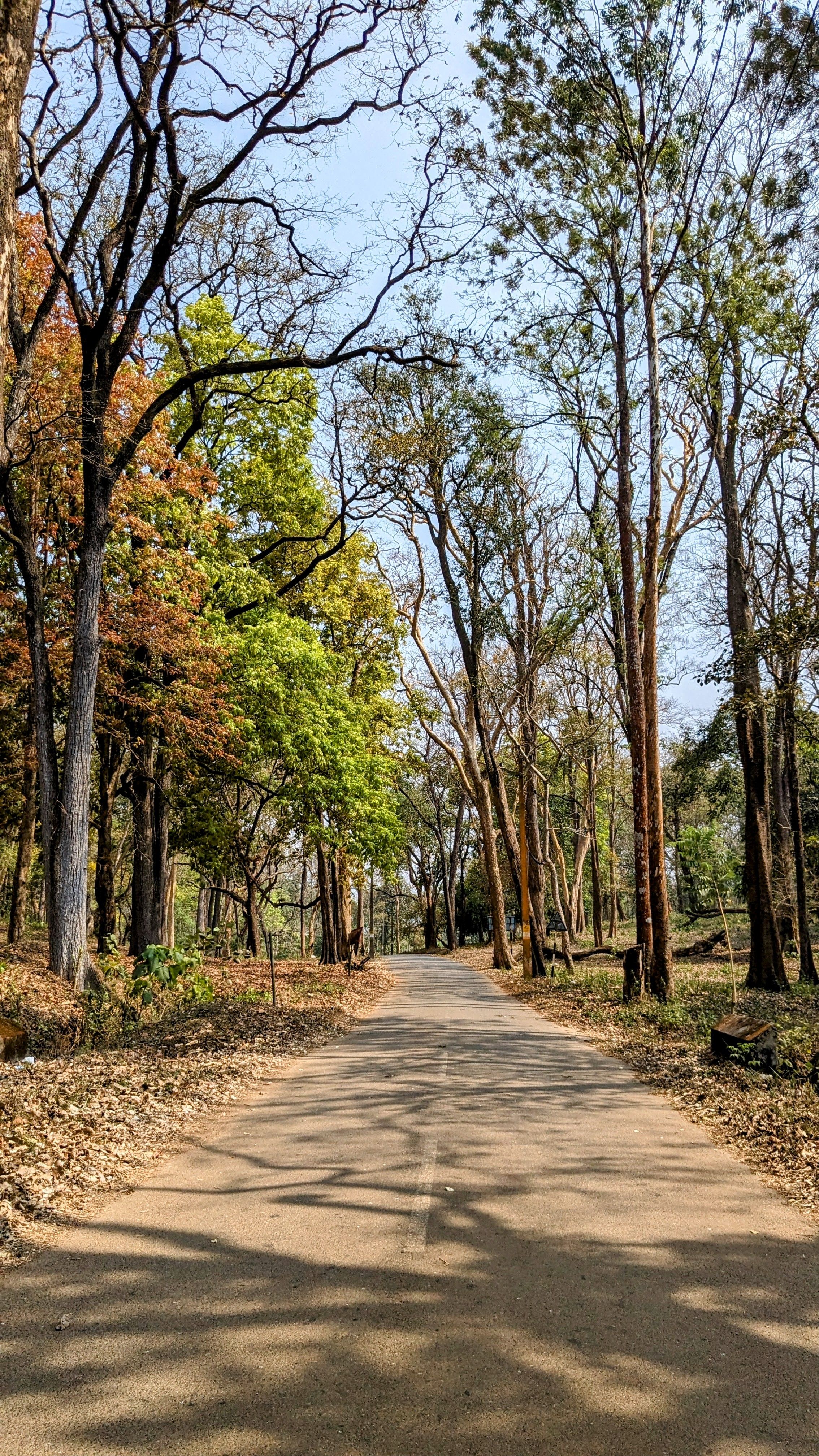 Serene Forest Pathway in Wayanad, India · Free Stock Photo