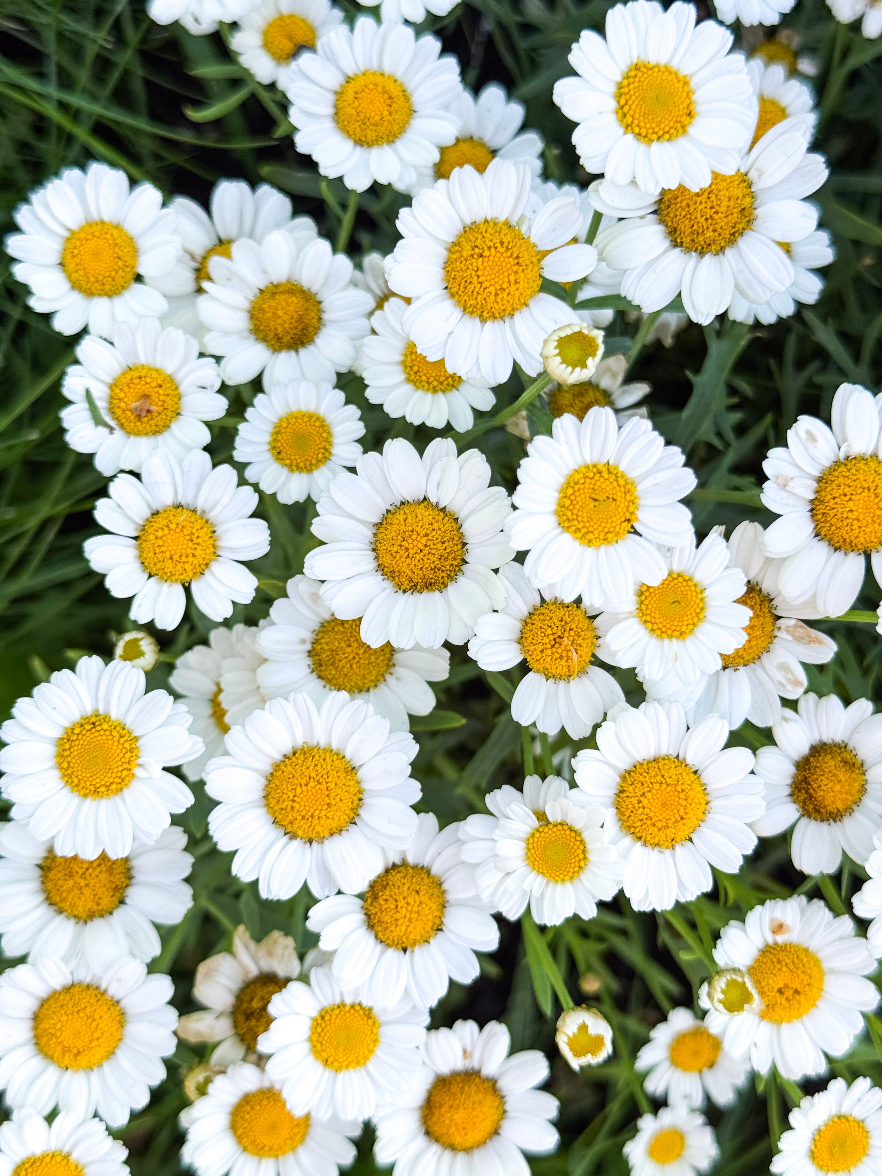 Close-up of Vibrant Daisies in Bloom · Free Stock Photo